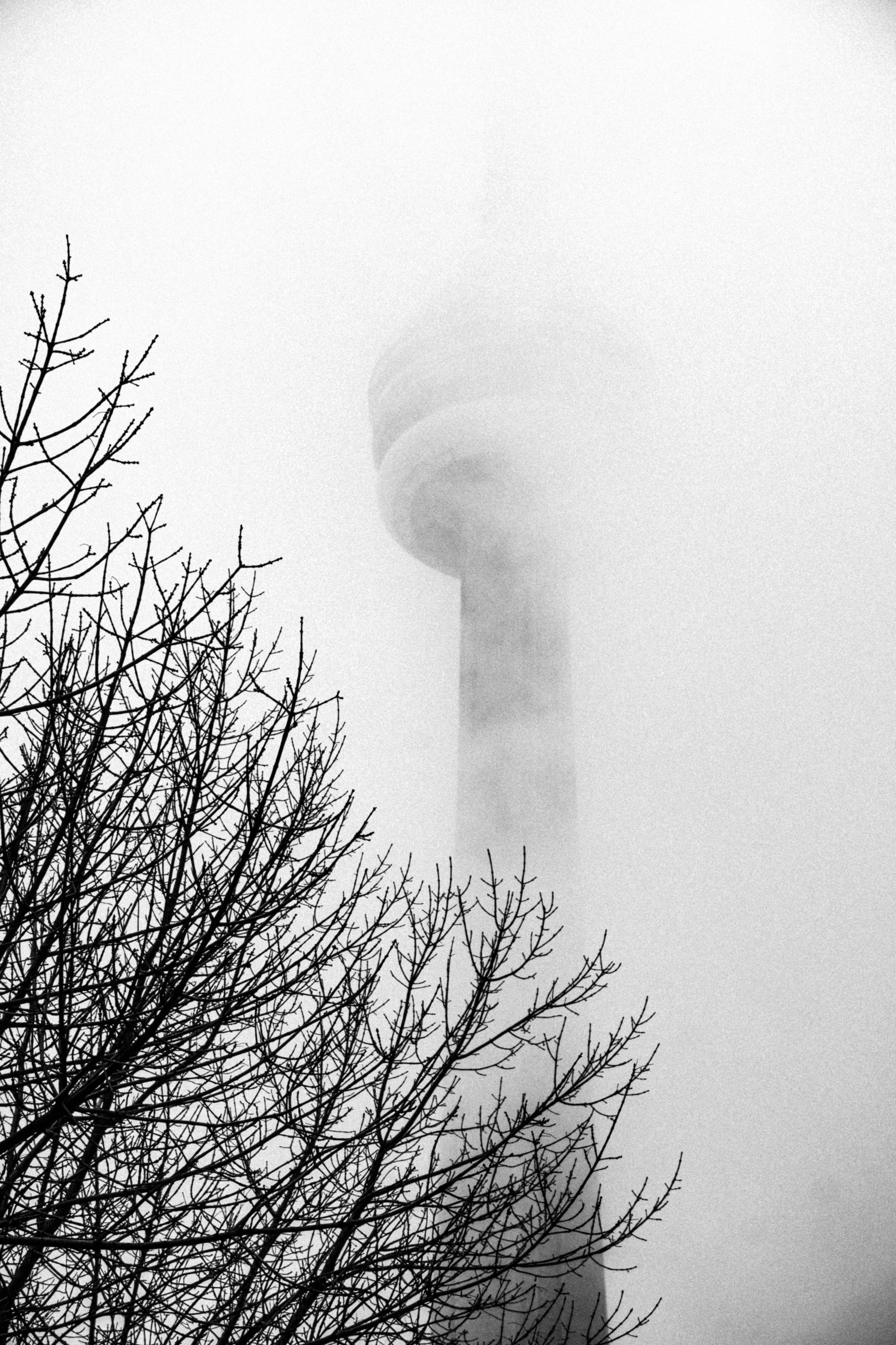 Veiled Watchtower: A Fogbound Portrait of a Water Tower and Winter Branches