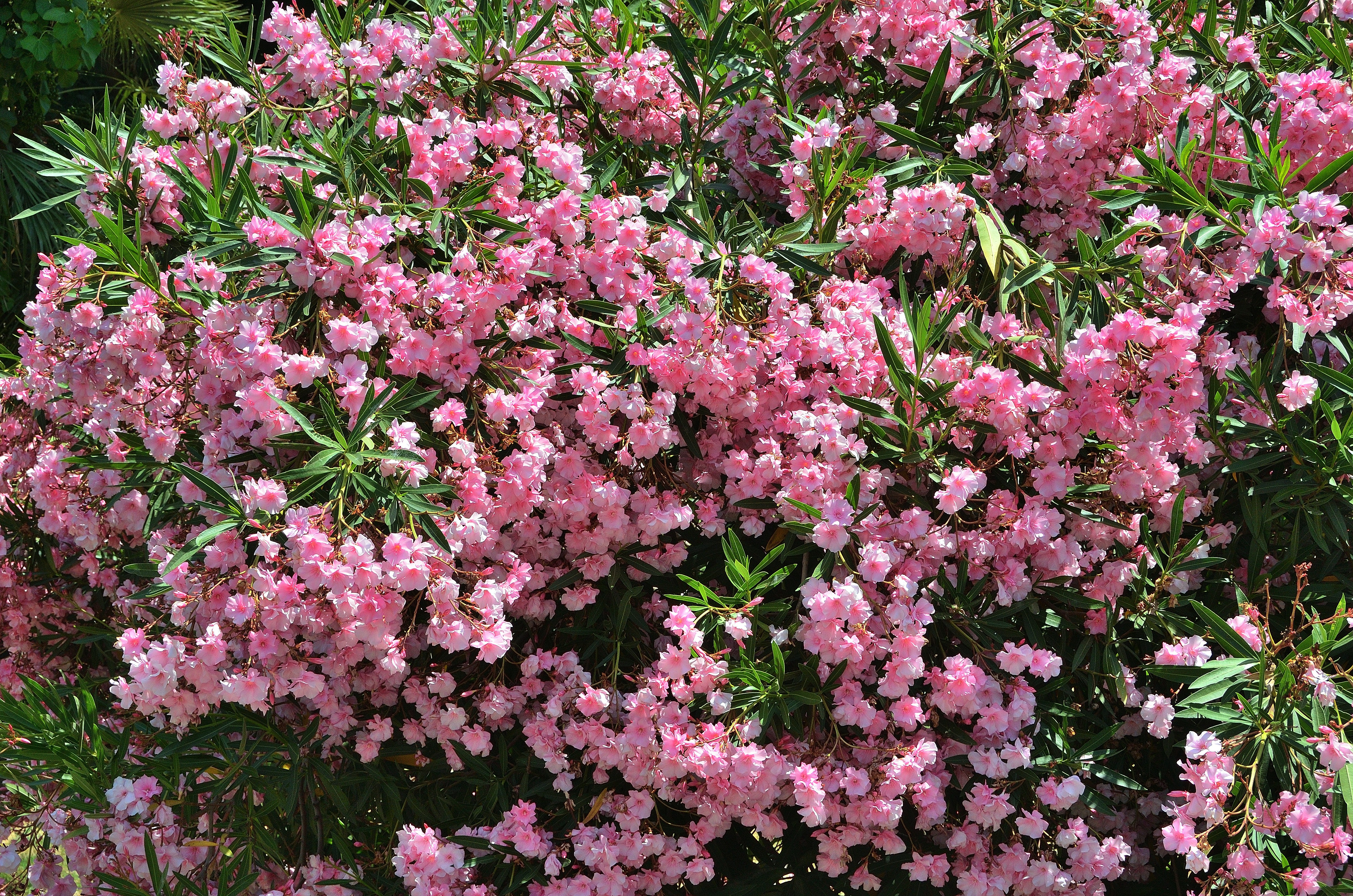 Pink flowering bush in full bloom. photo – Free Flower Image on Unsplash