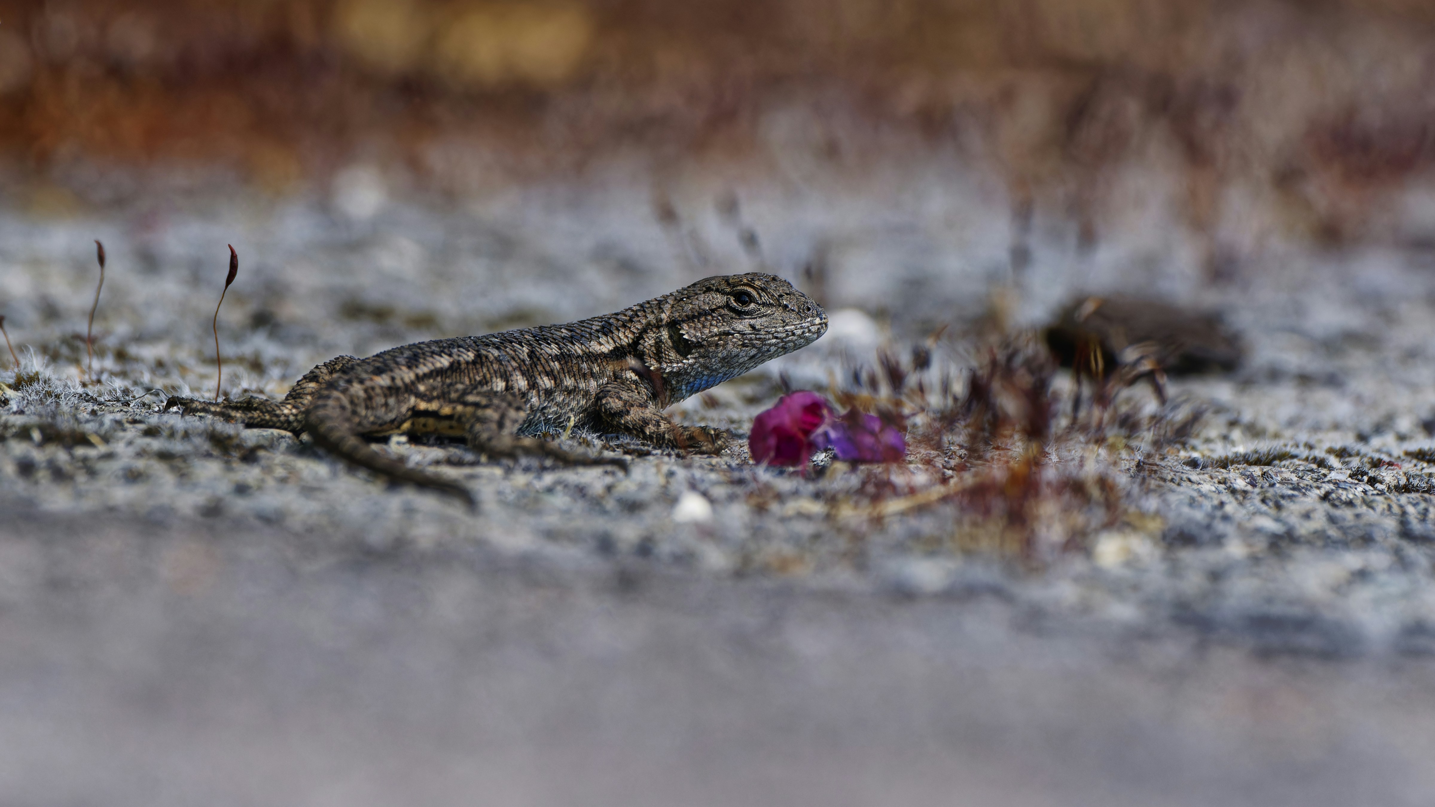 Desert Micro-Stalker: A Waterhole Lizard Pauses Over a Scarlet Petal