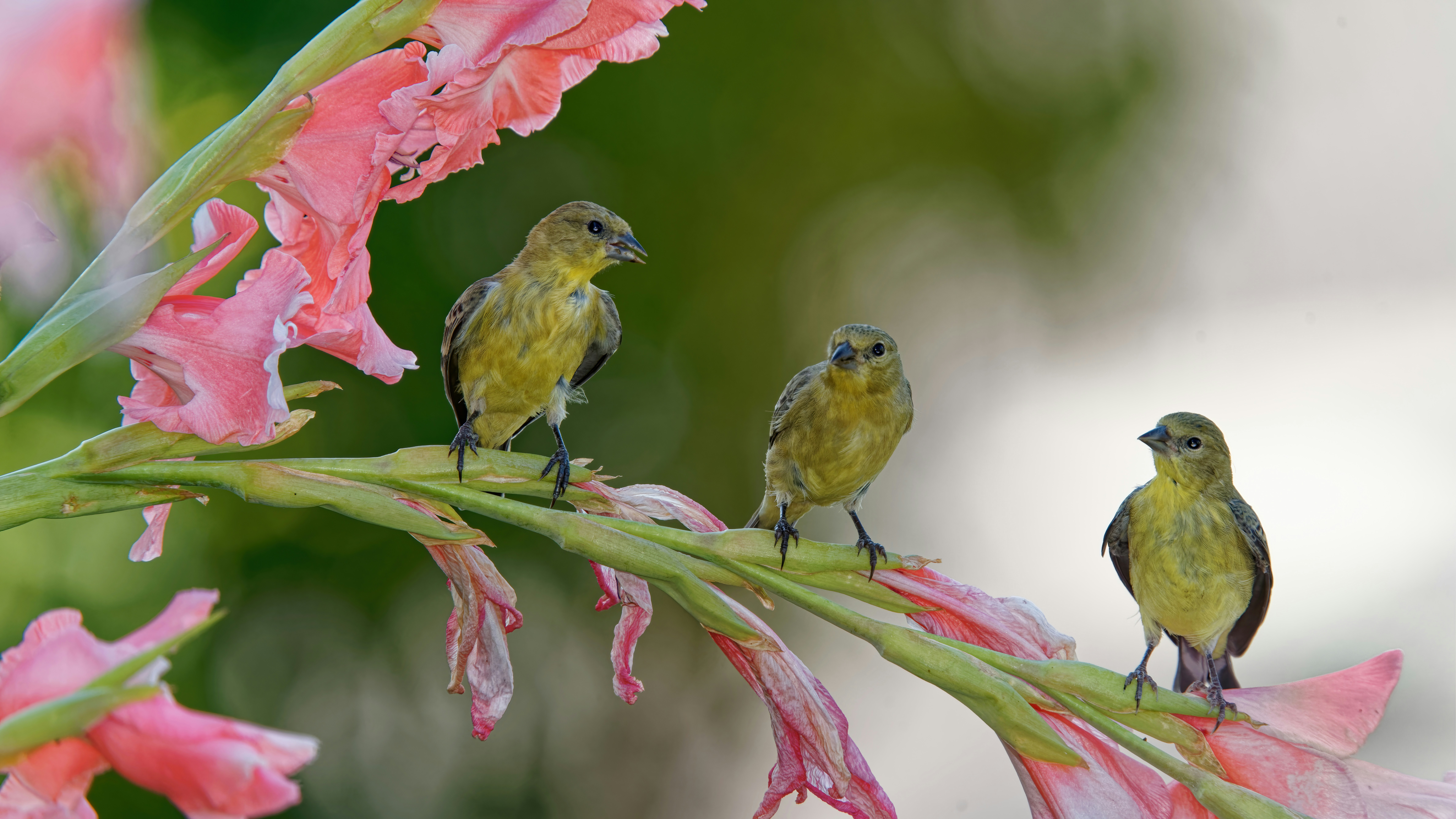Trio of Olive-Yellow Warblers Perched on a Pink Gladiolus