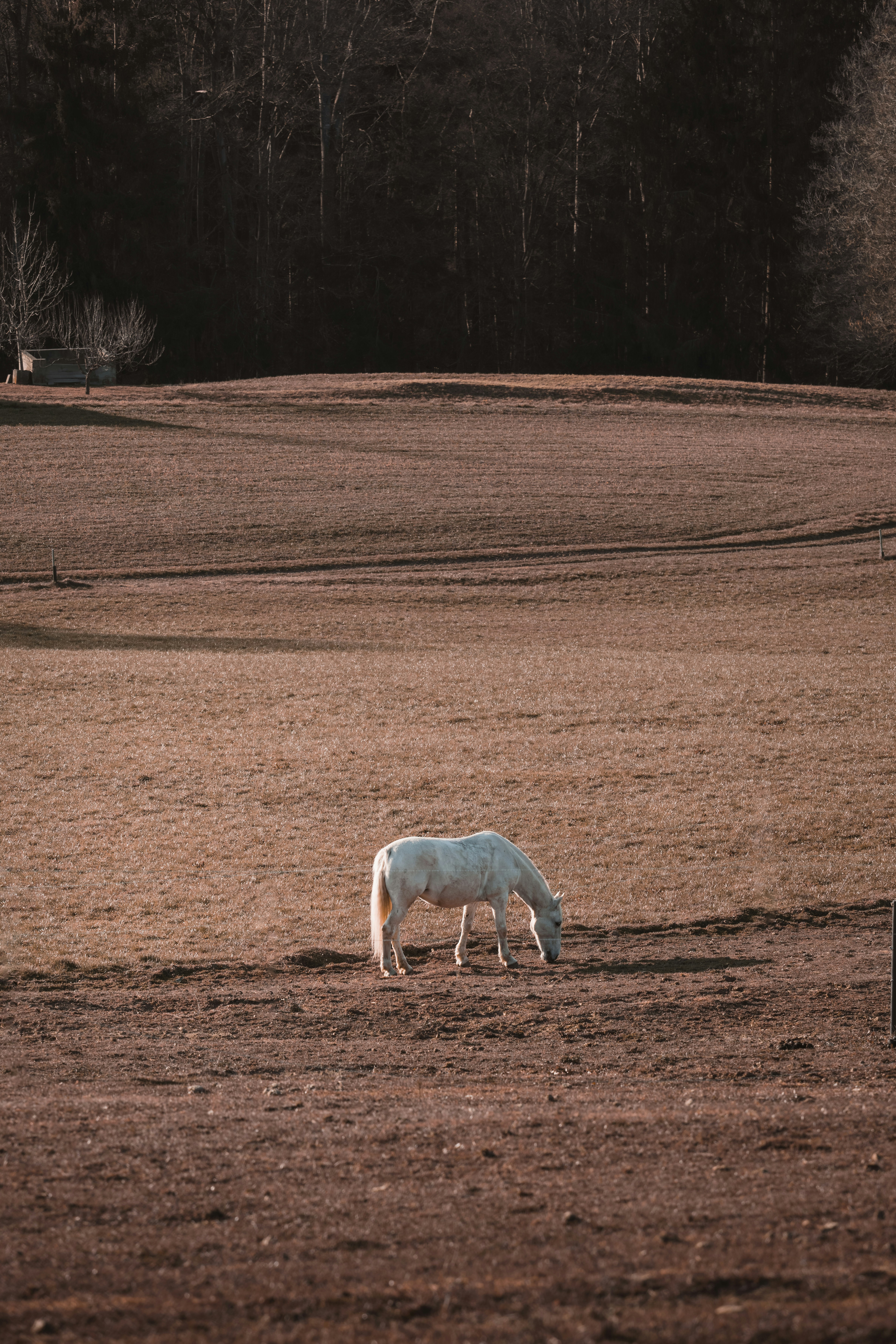 Quiet Pasture Moment | A white horse grazes in a brown field.