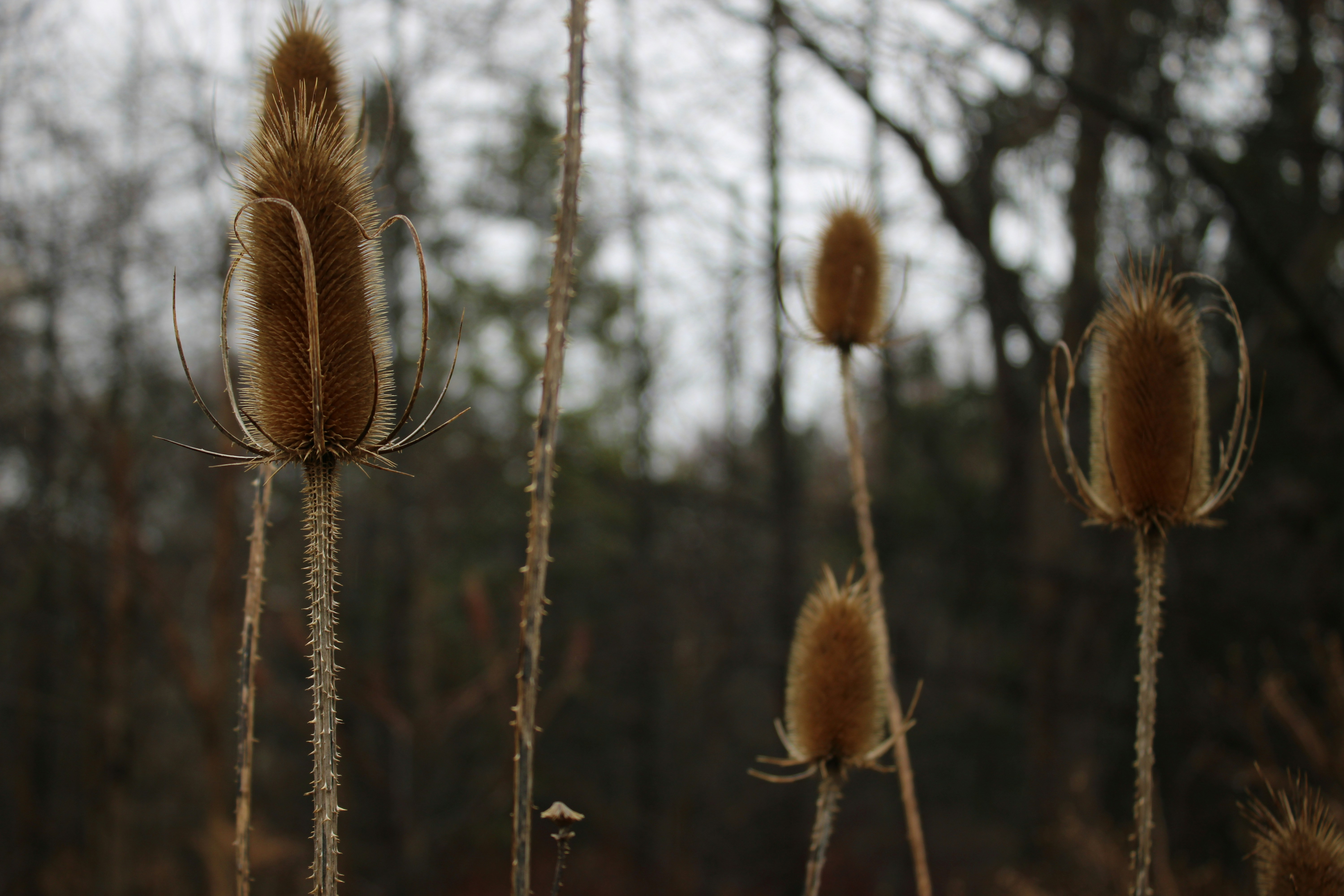 Dry Heads of Teasel Reaching Toward a Foggy Forest