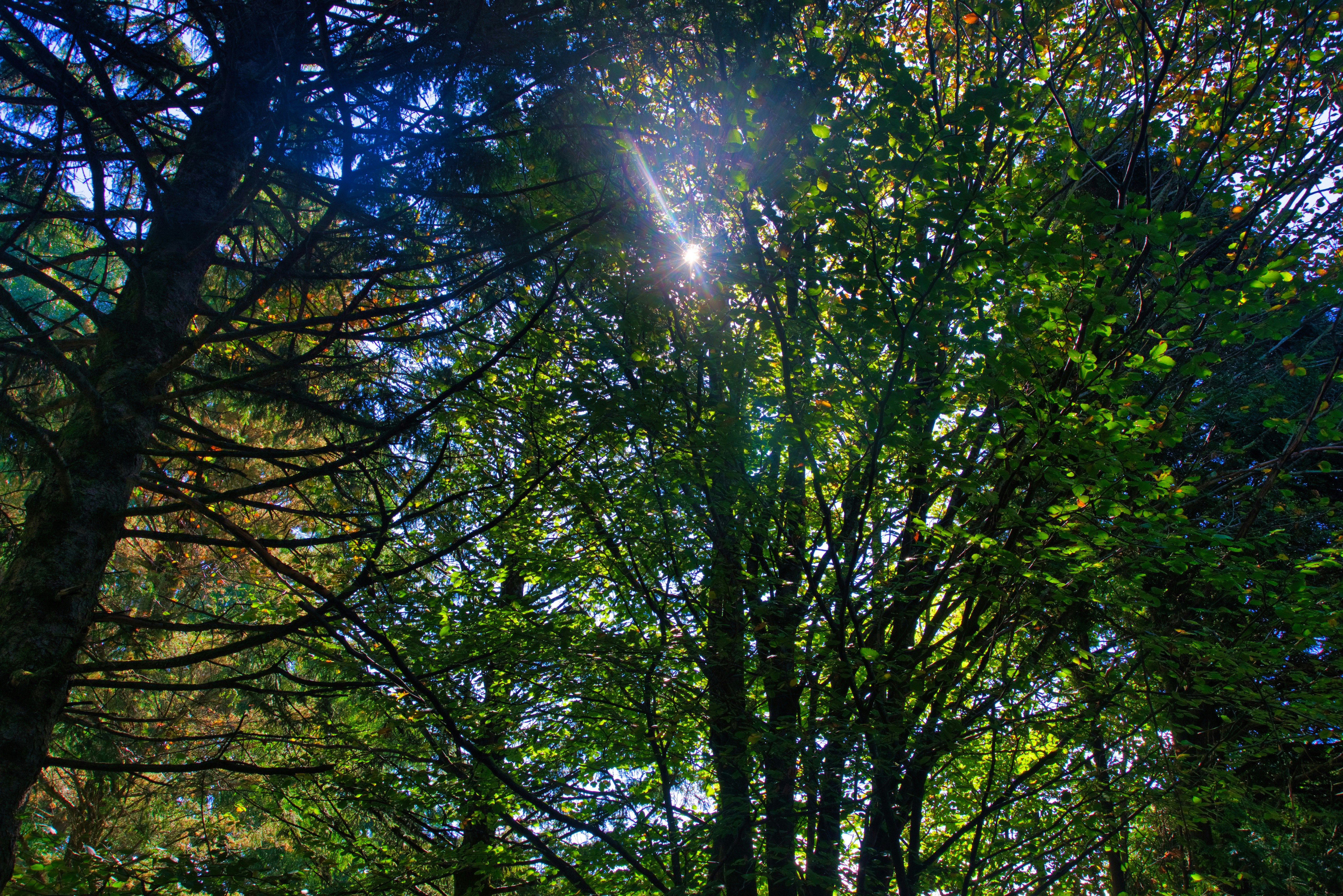 Sunlight filters through a dense canopy of vibrant green leaves in a tranquil forest.