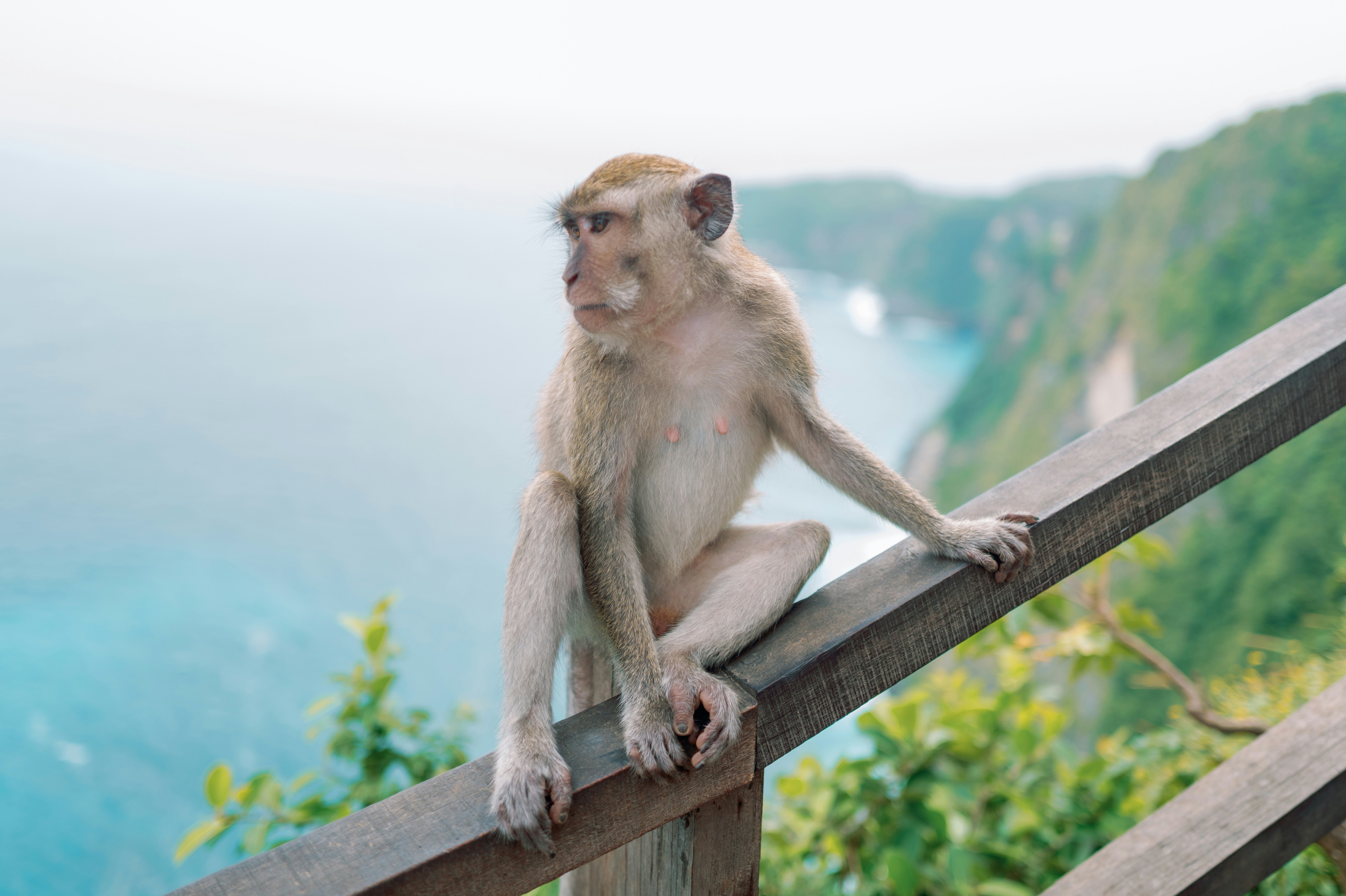 Pensive Primate Overlooking Ocean Cliffs