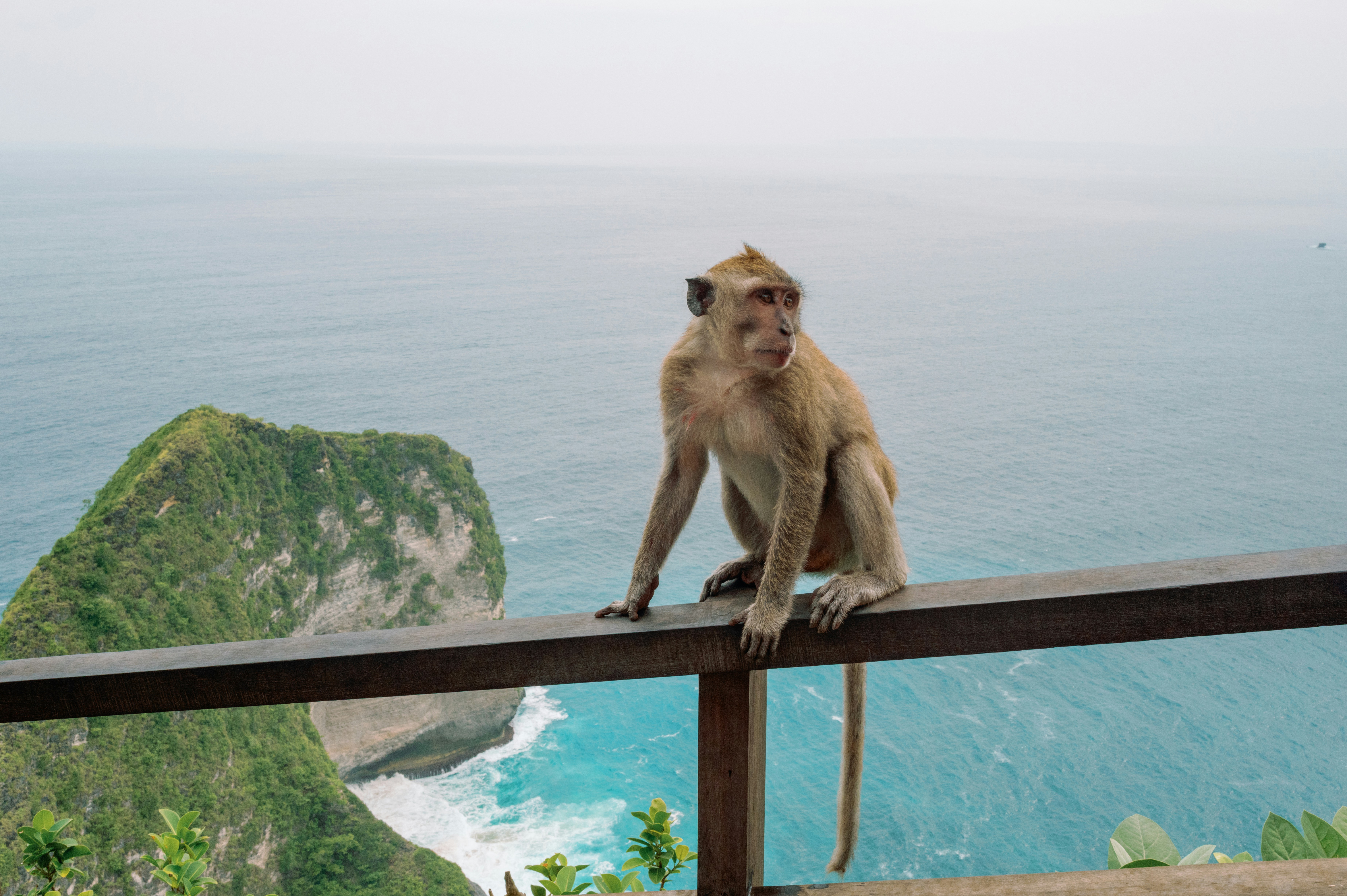 Monkey sits on a railing overlooking the ocean. photo – Free Bali Image ...