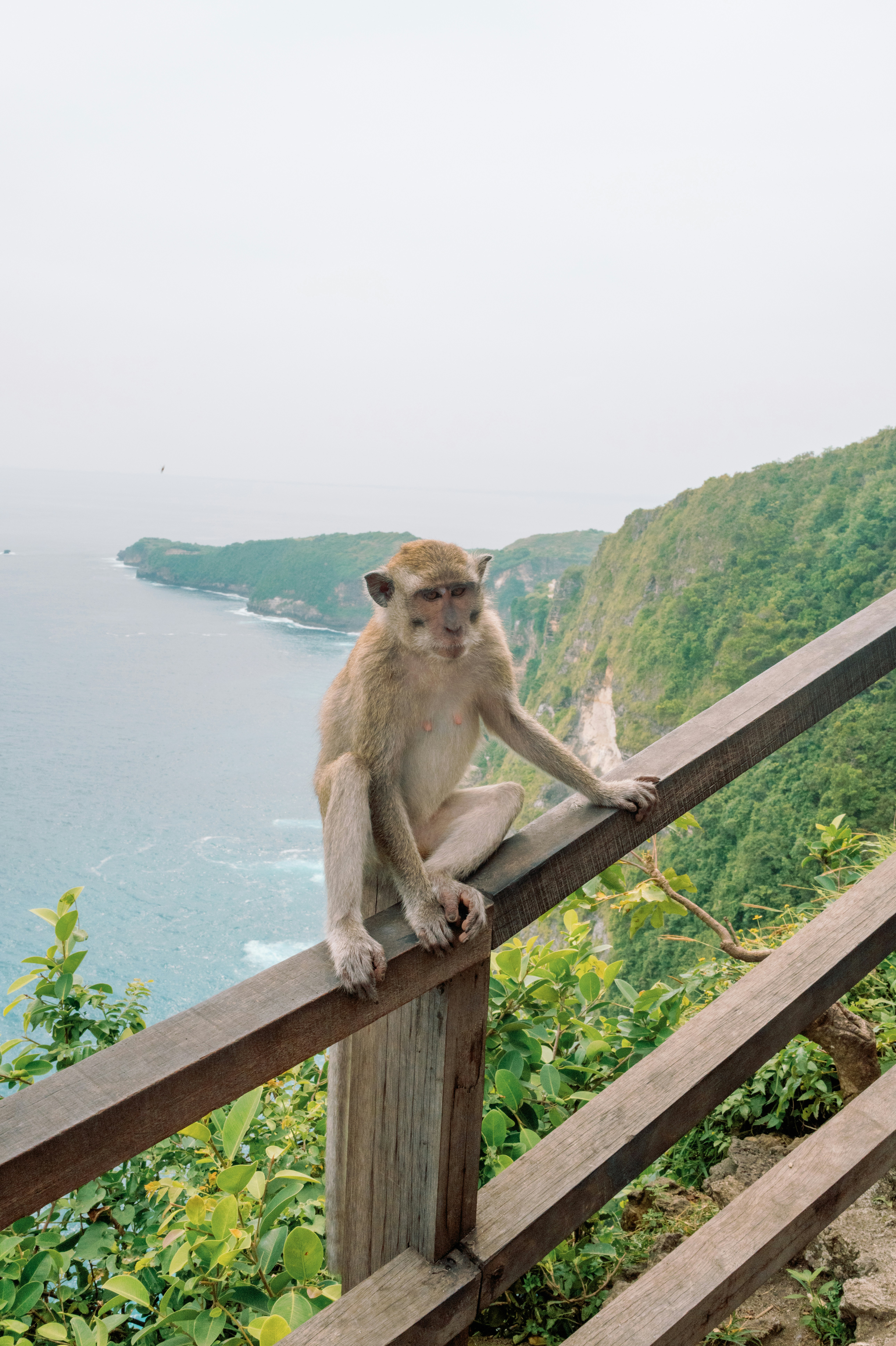 Monkey D Luffy Pictures | Download Free Images on Unsplash