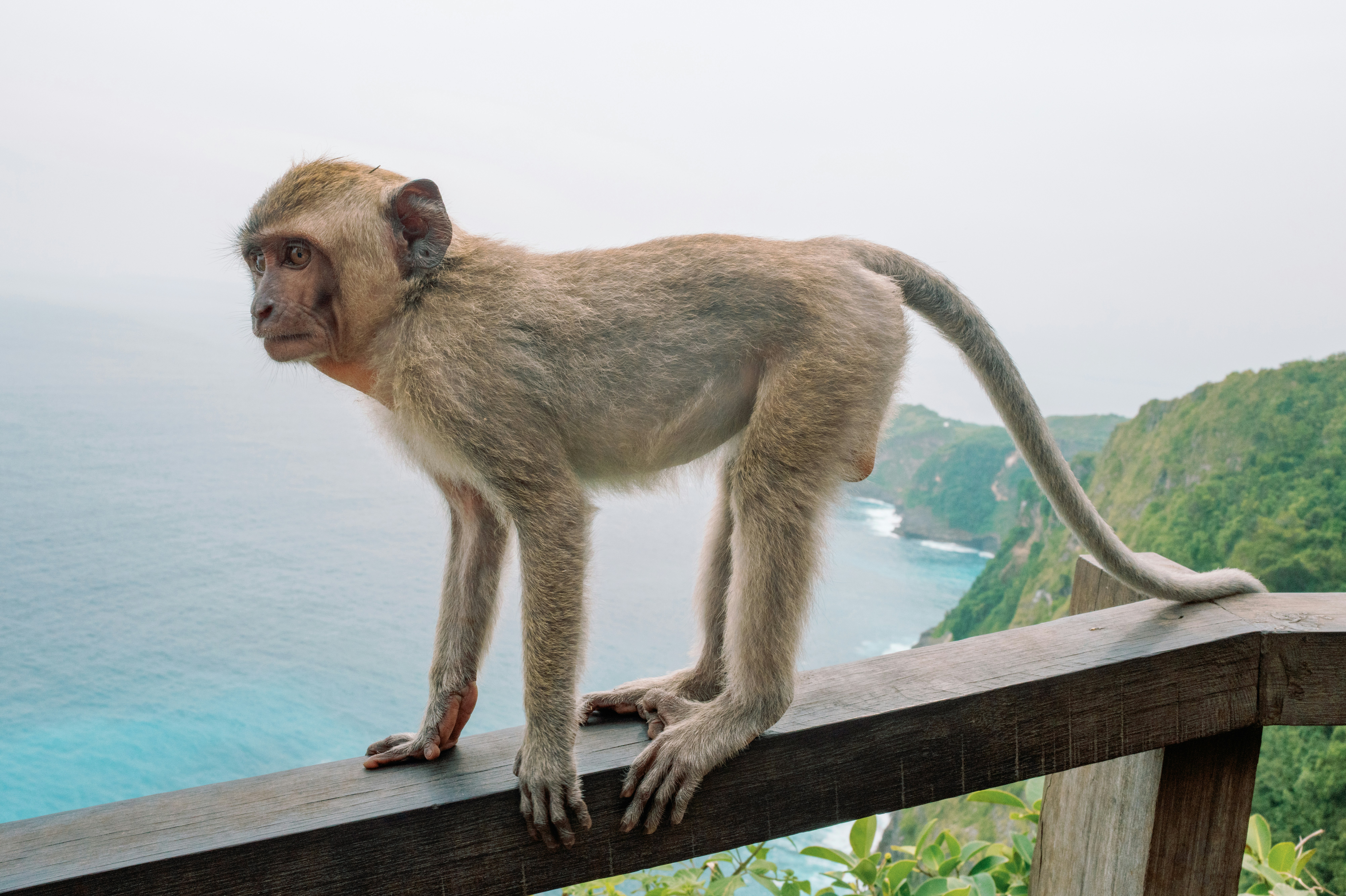 A monkey stands on a railing overlooking the ocean.