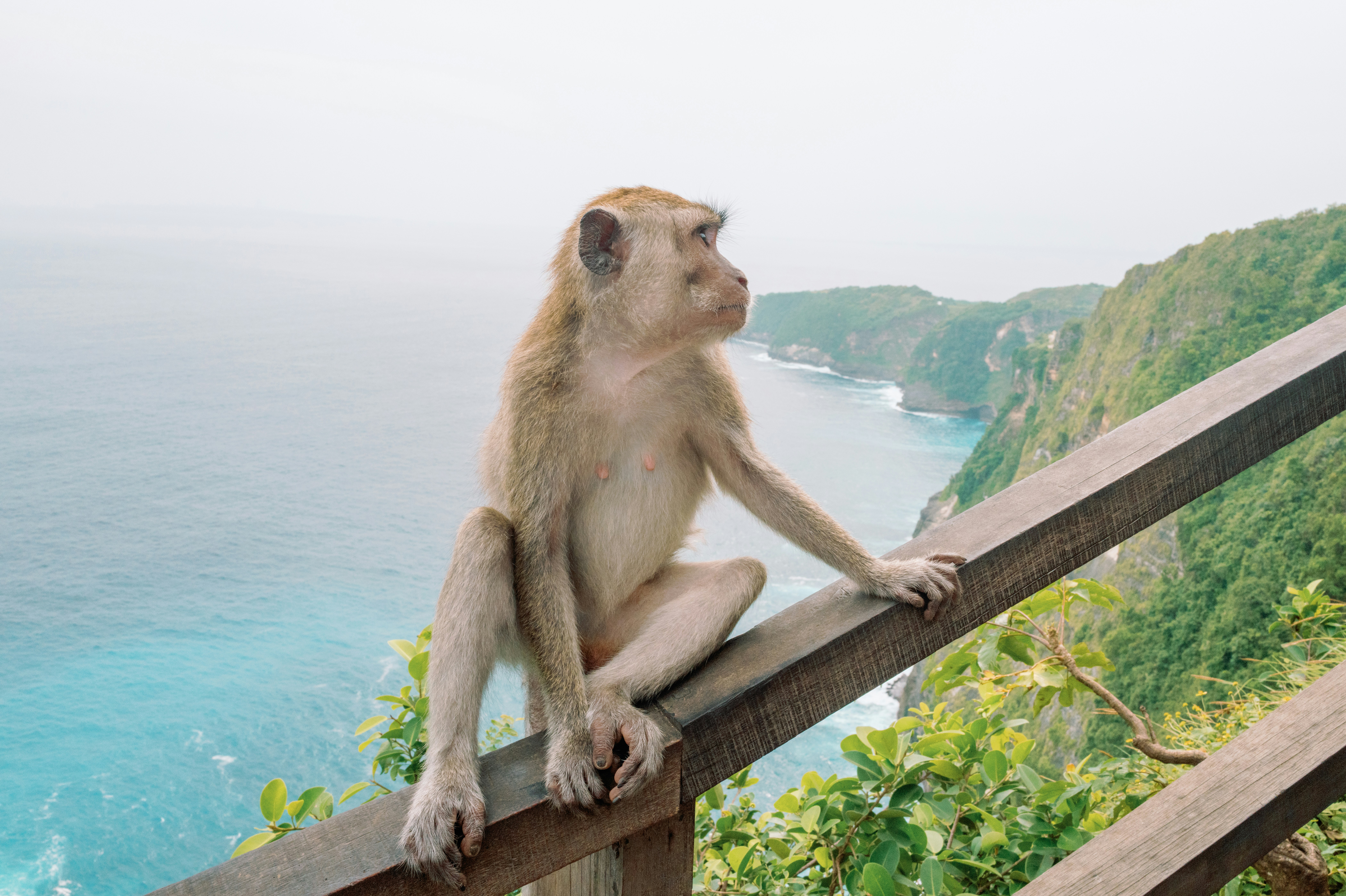 Cliffside Gaze: A Curious Monkey on the Seaside Railing