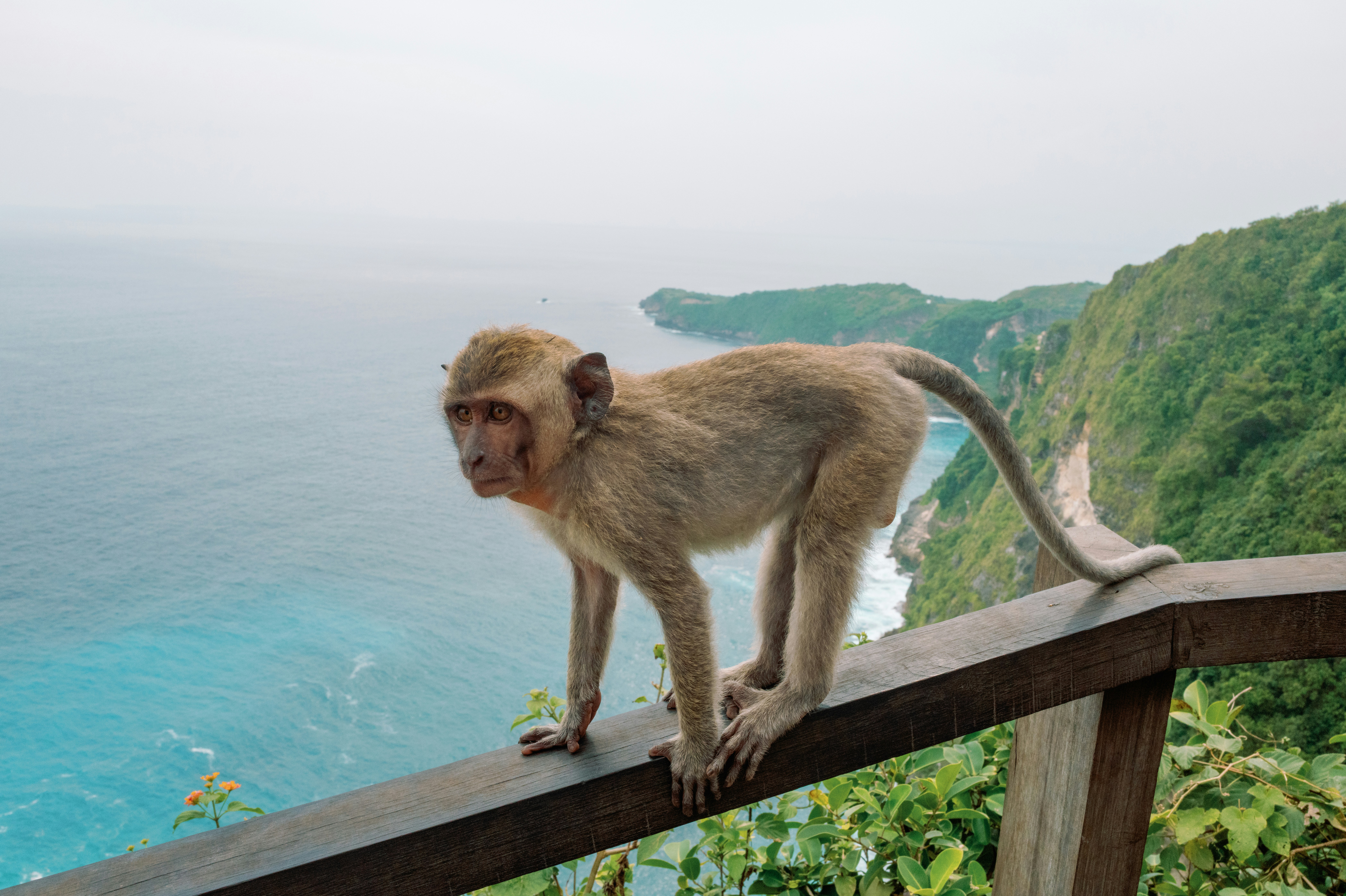 Edgewalker: Monkey on a coastal railing surveying the turquoise abyss