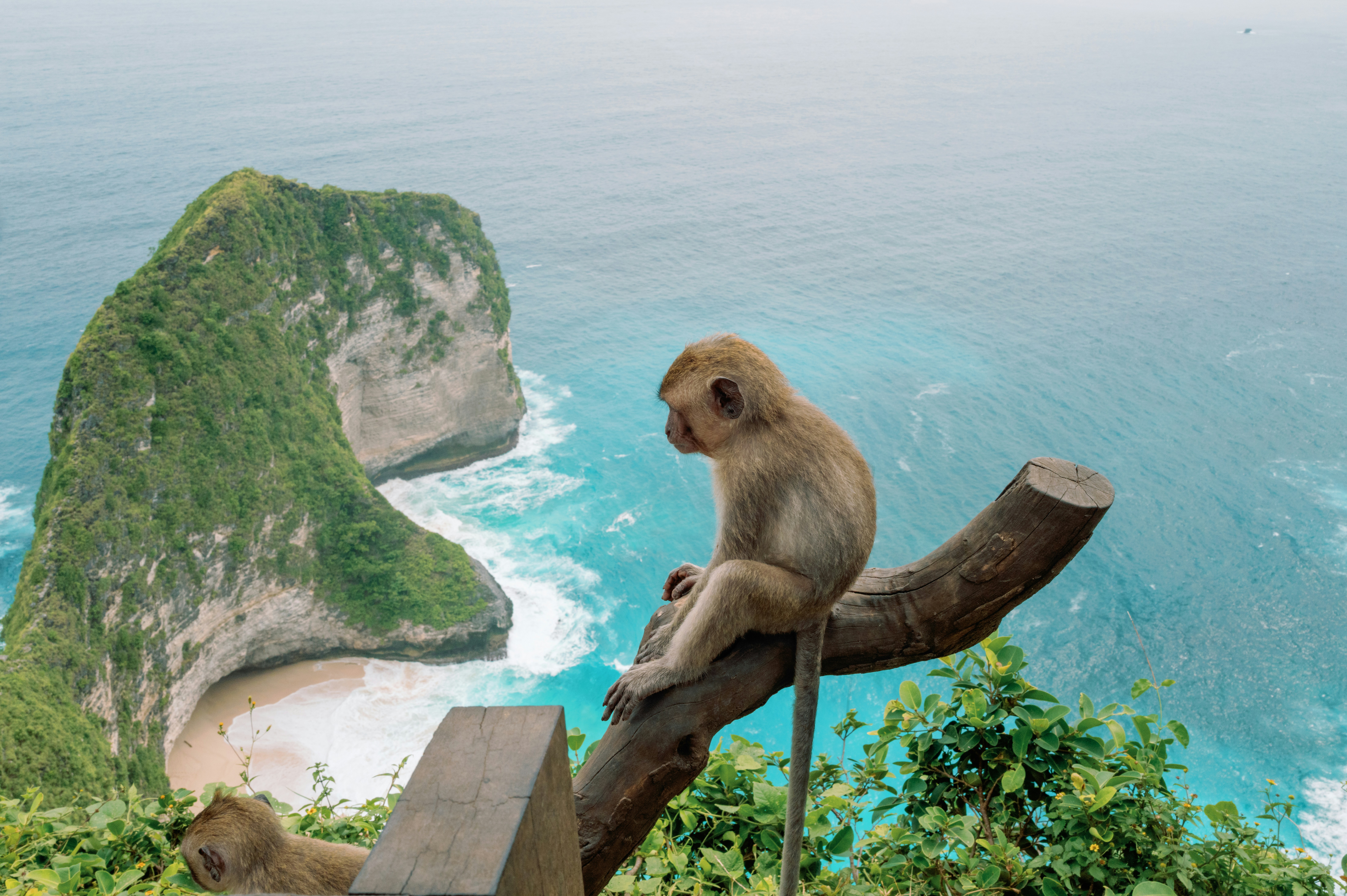 A Primate Sentinel on a Cliffside Gnarled Branch