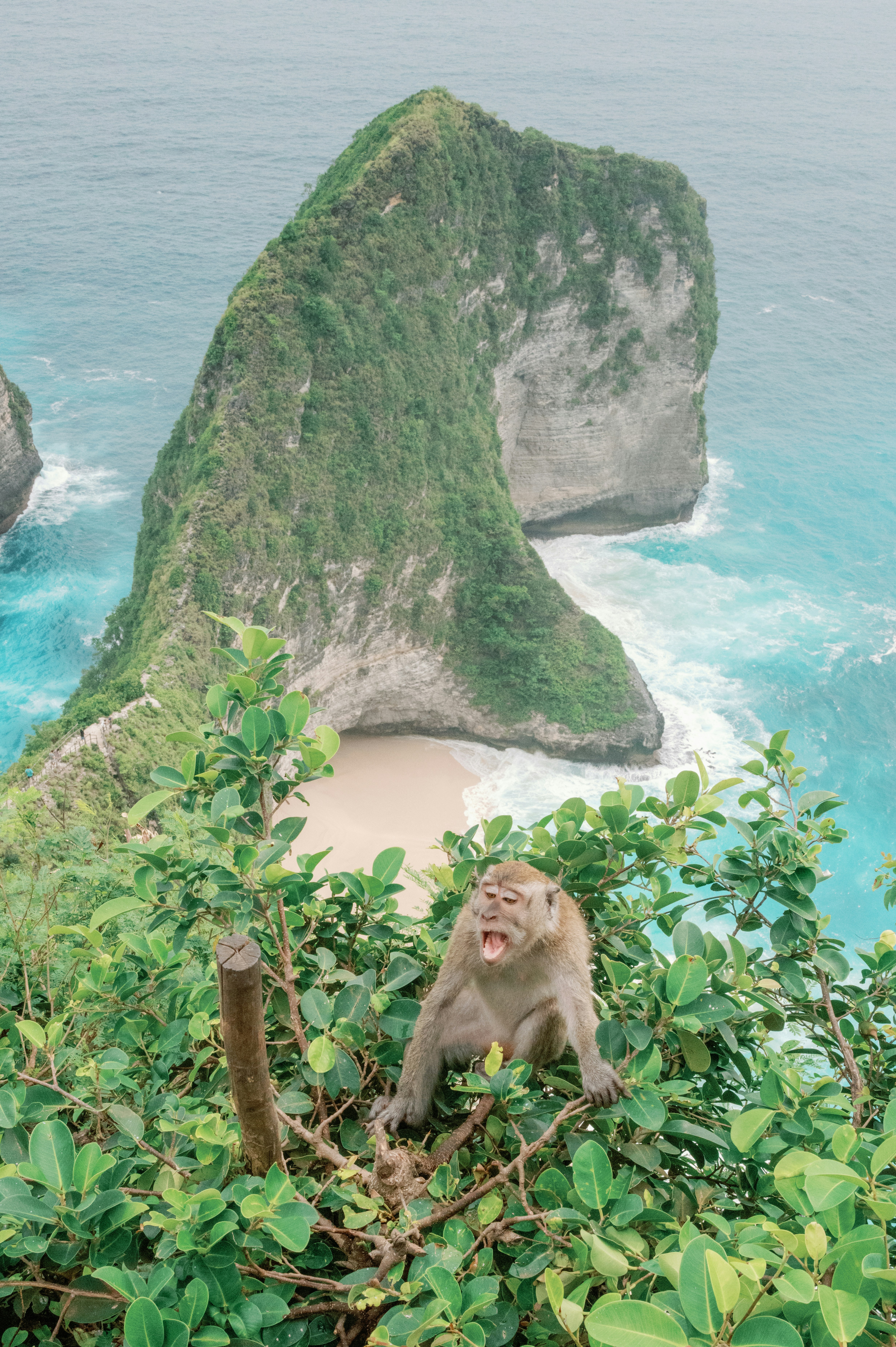 Monkey poses with a stunning ocean background. photo – Free Monkey ...