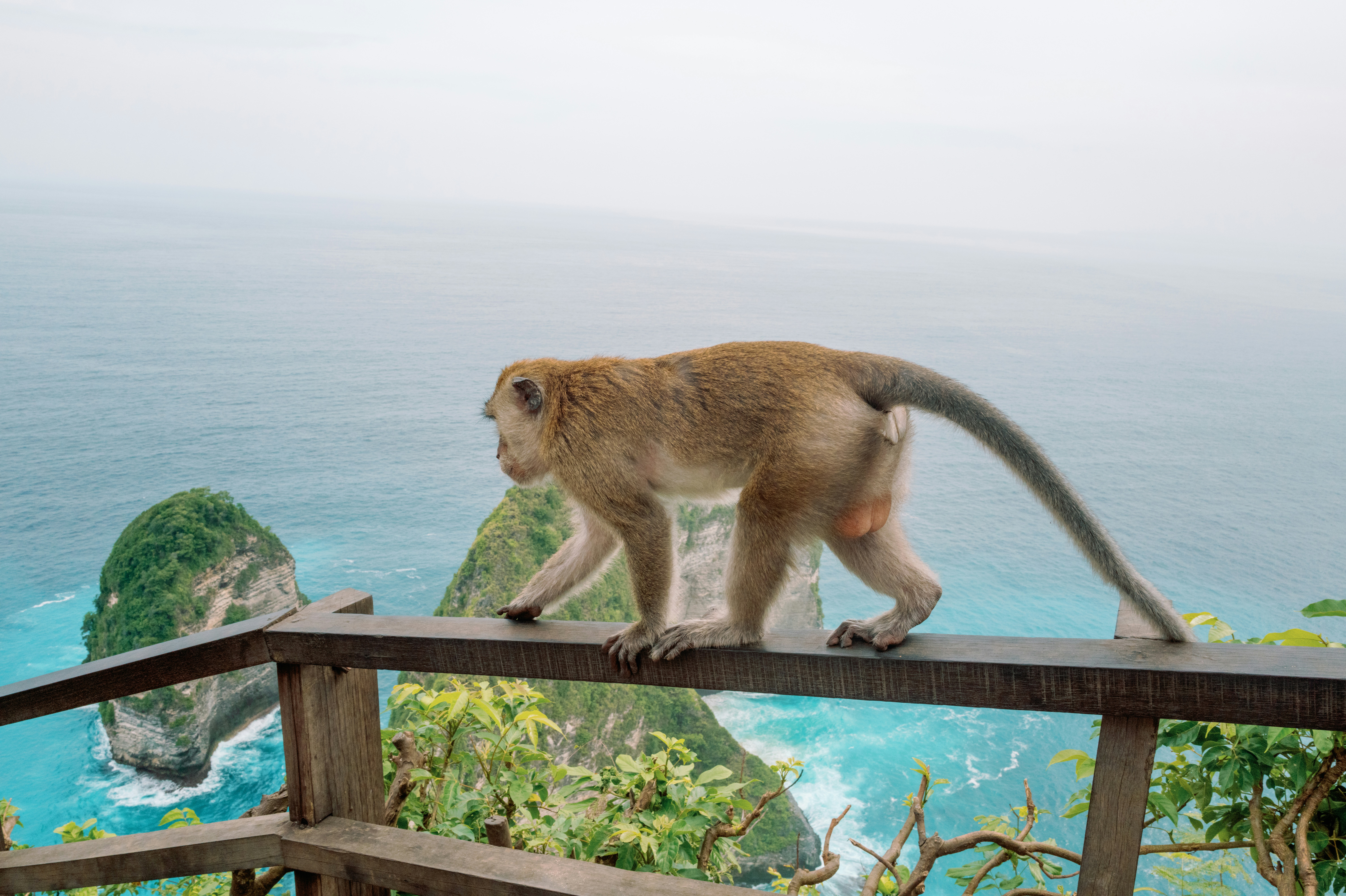 Sea Cliff Sentinel: A Monkey Traverses a Weathered Railing