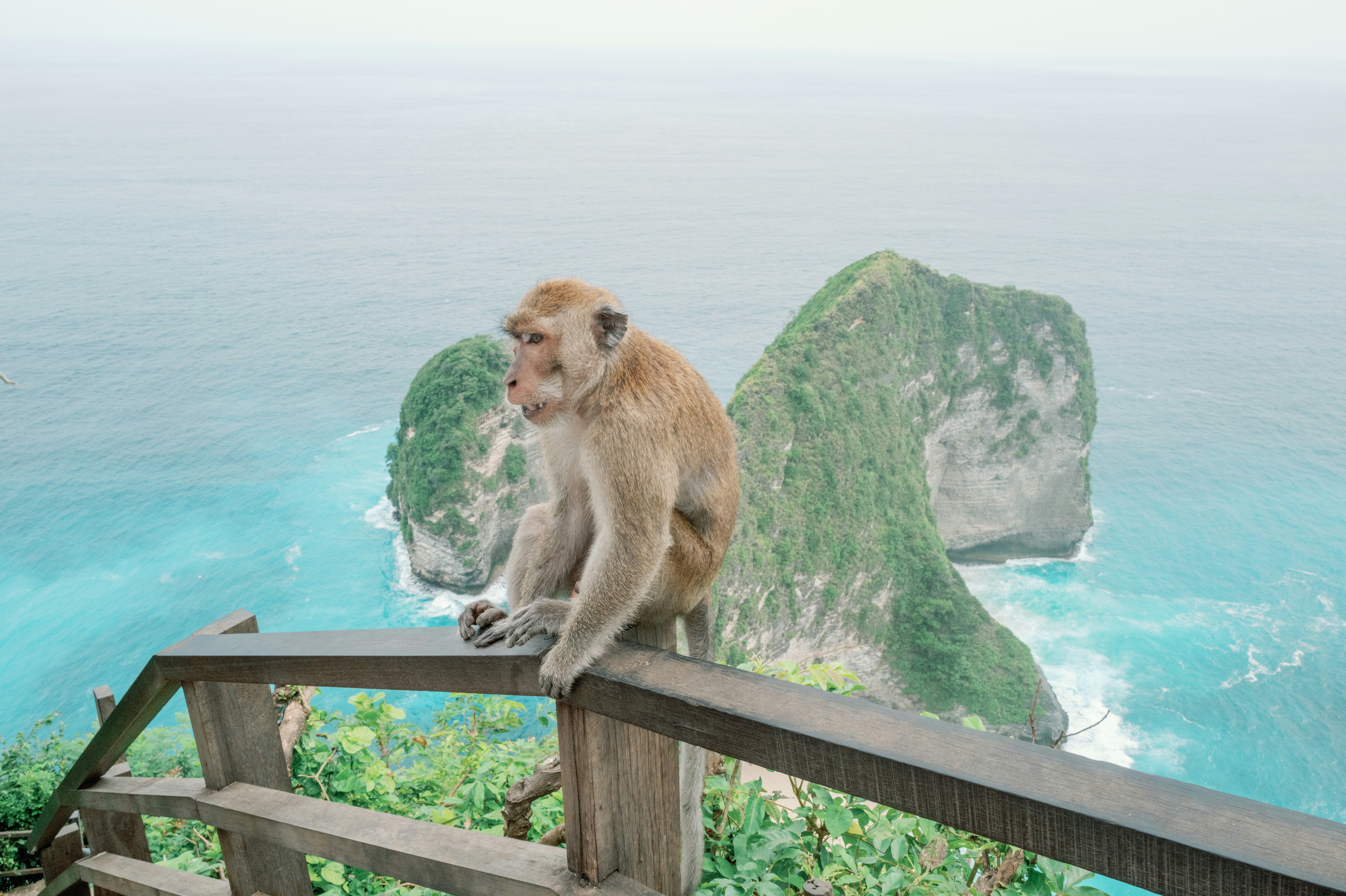Monkey on a Weathered Balcony Over Emerald Cliffs and Turquoise Seas