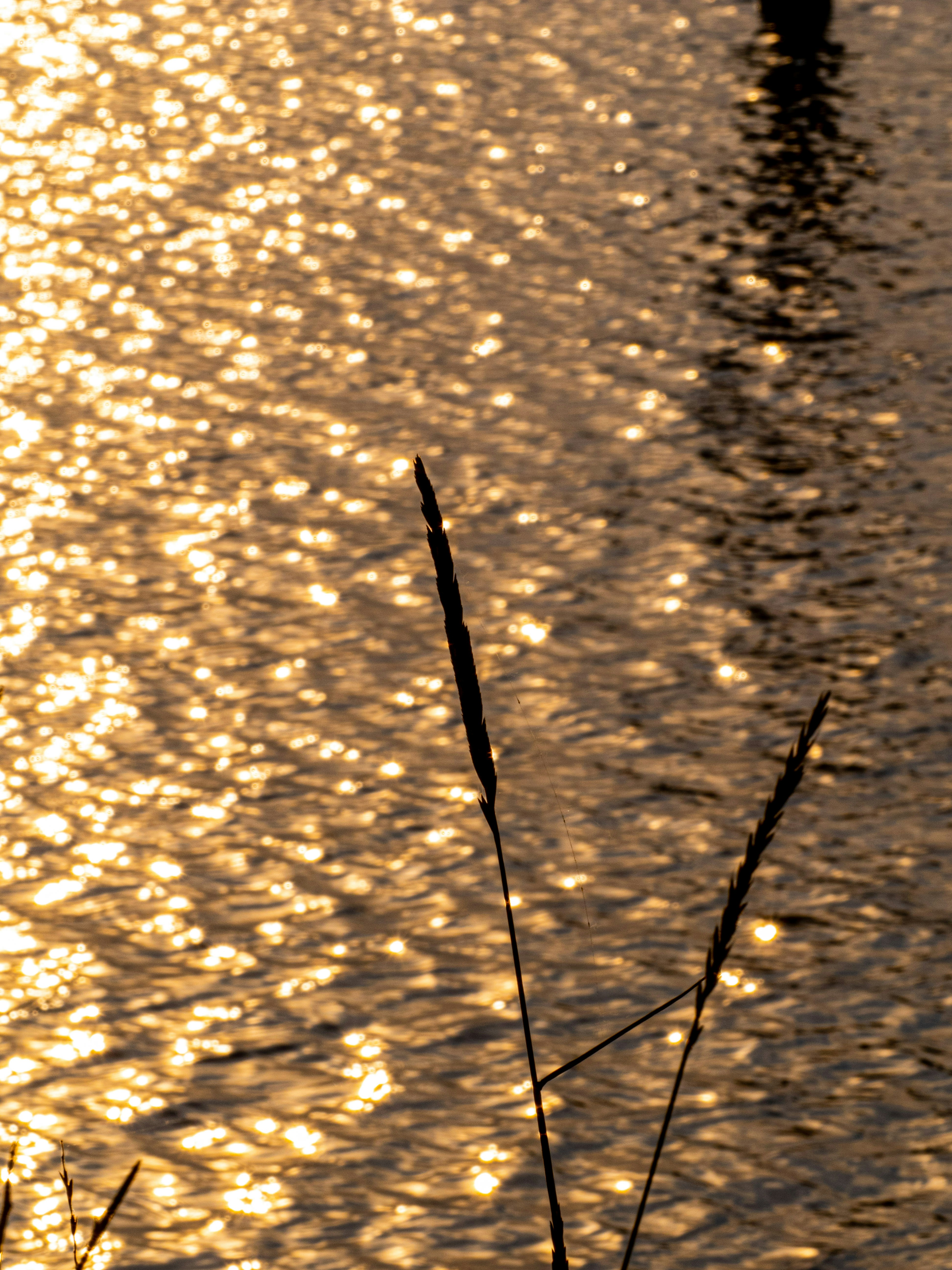 Silhouetted Reeds Over a Glittering Lake at Sunset