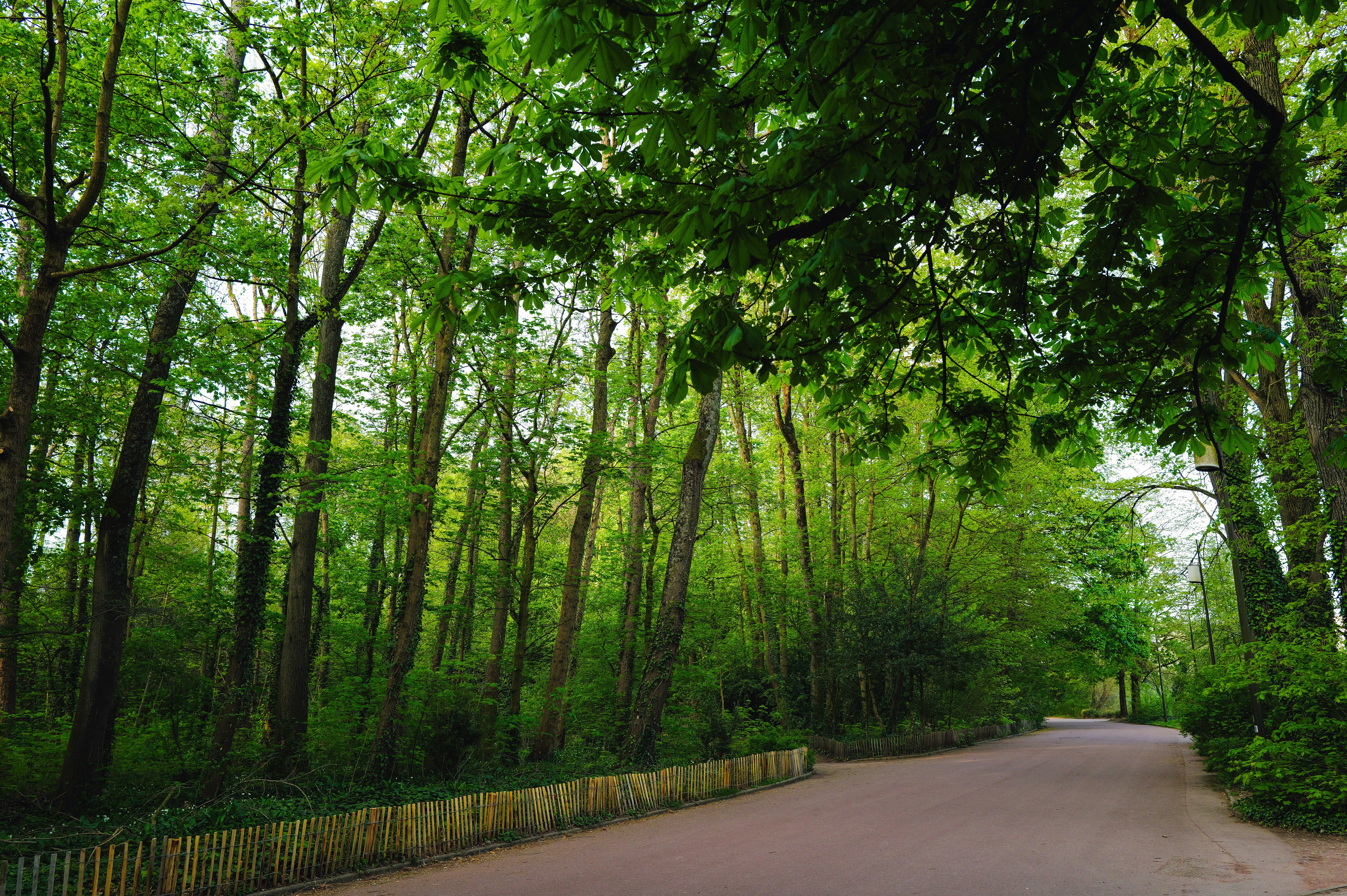 A paved path leads into a lush green forest. photo – Free Forest Image ...