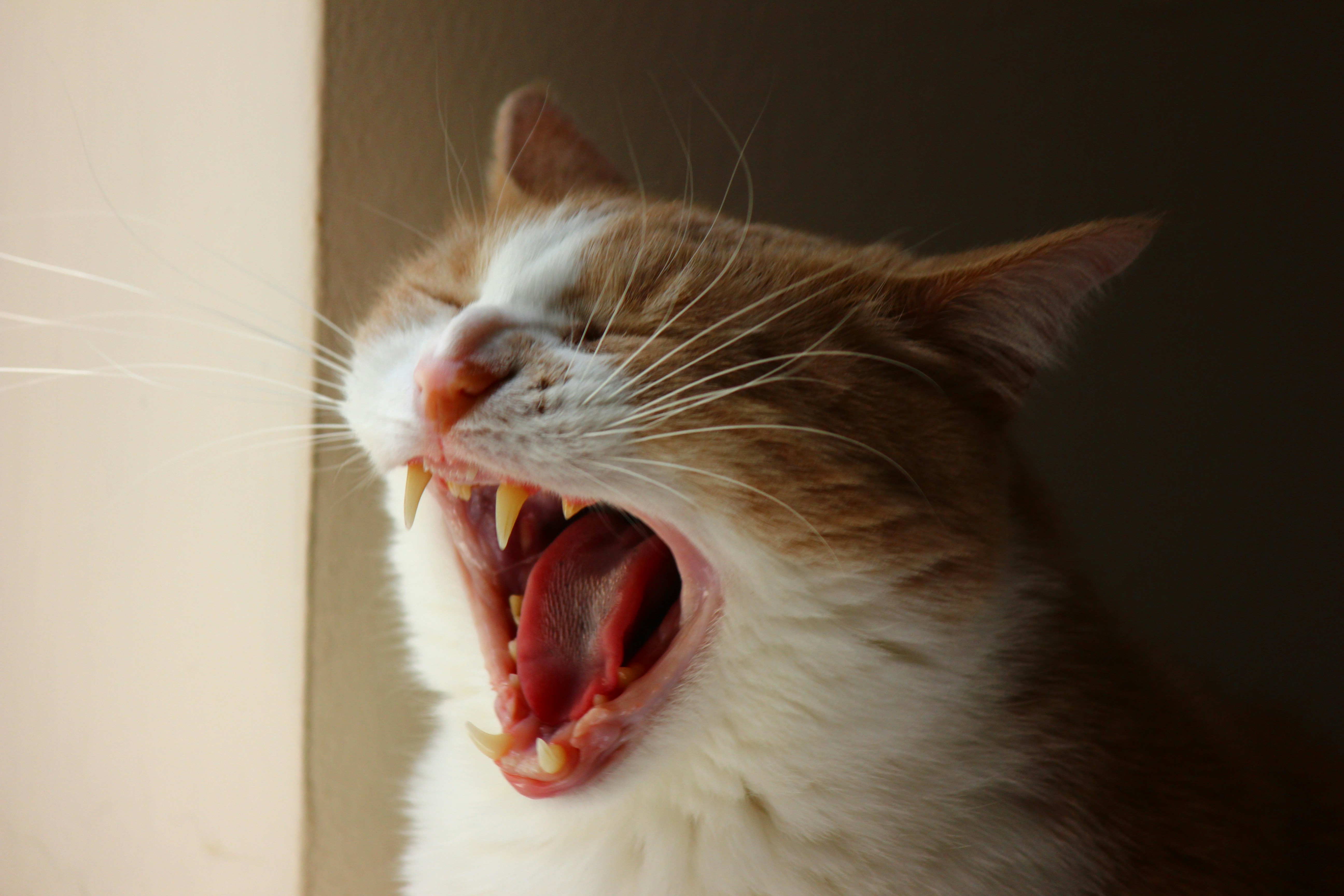 The cat is wide awake and yawning. photo – Free Cat Image on Unsplash