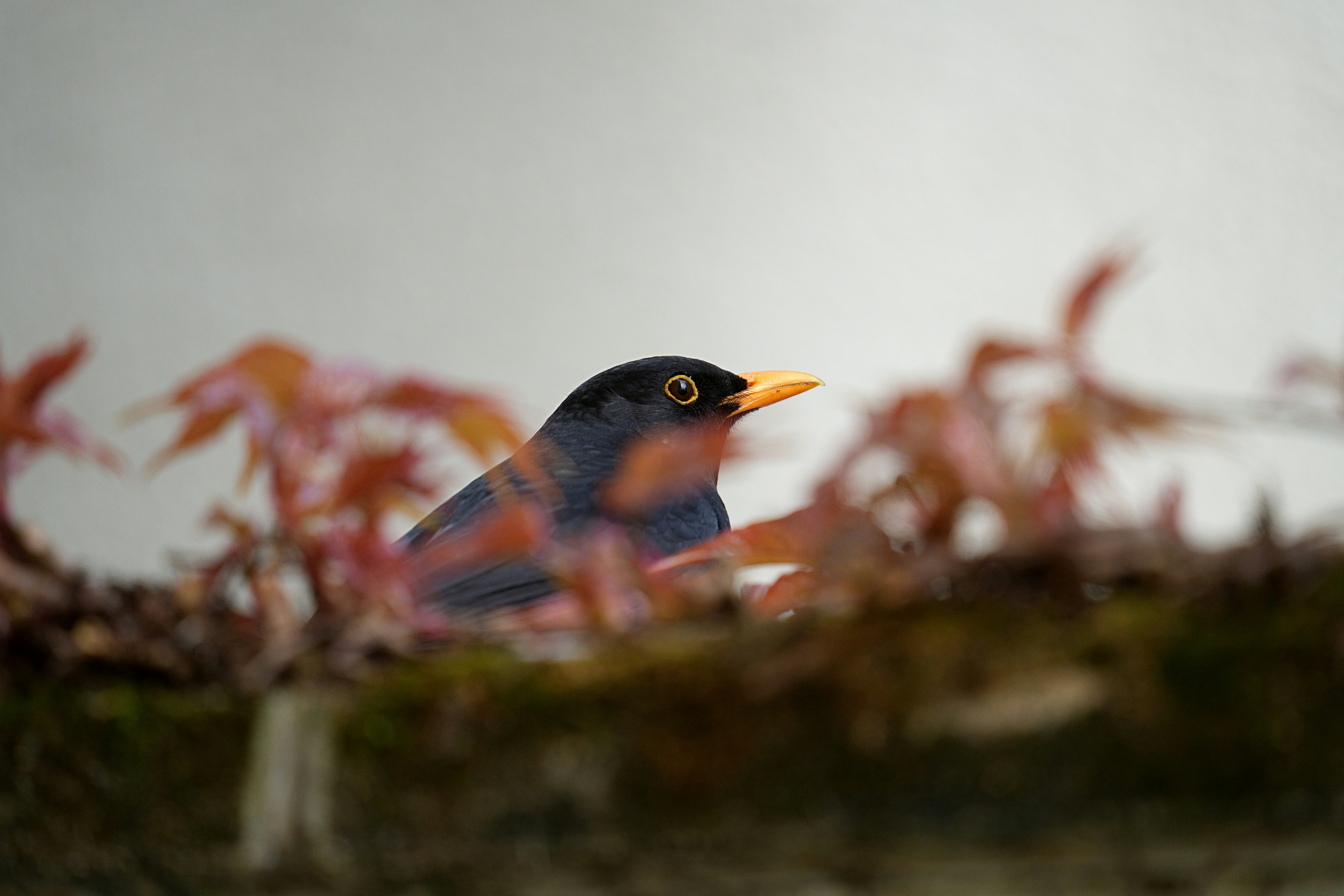 Amber-beaked Blackbird on a mossy ledge, autumn hush
