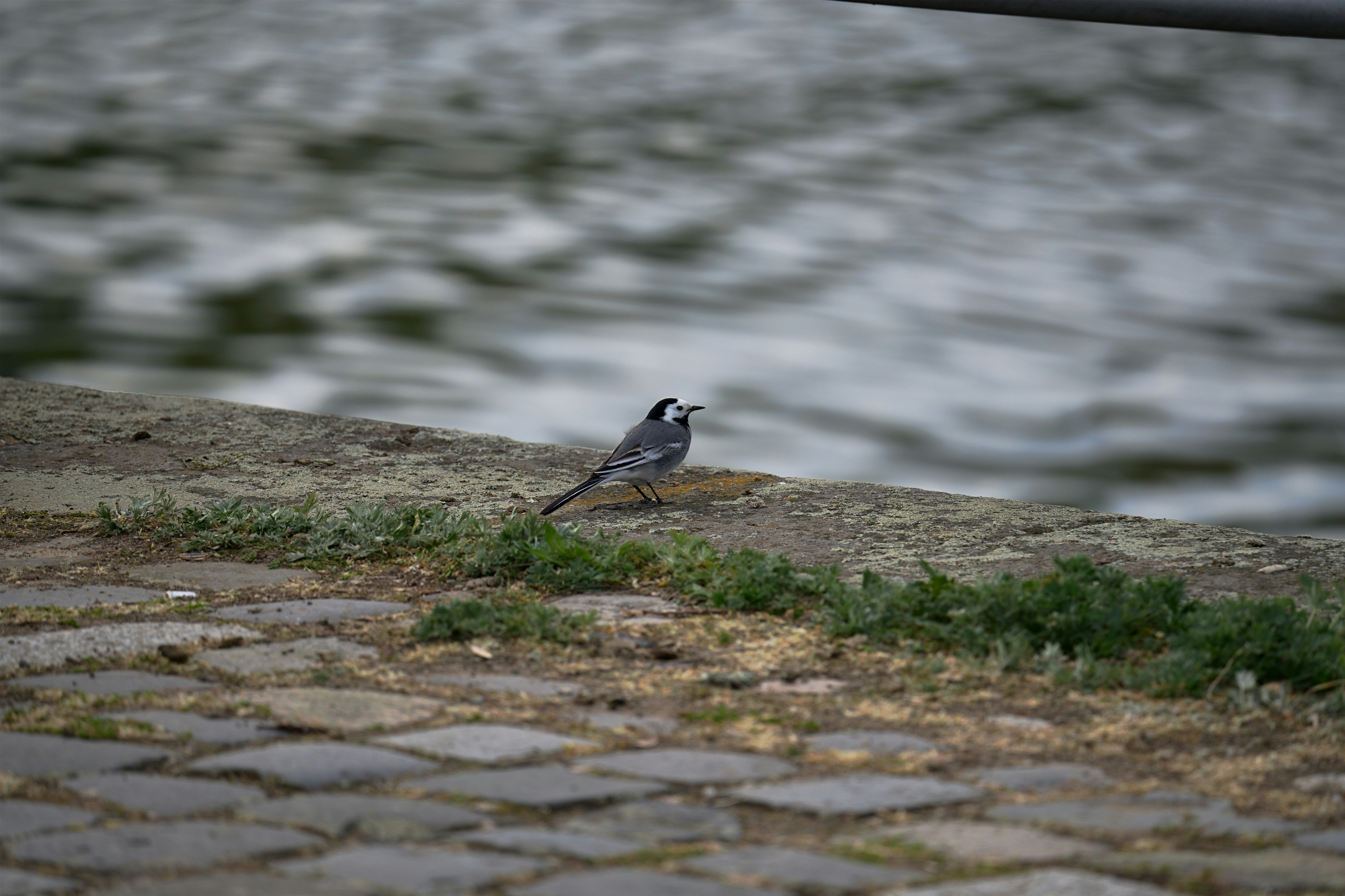 Grey Wagtail Perches on Riverside Cobblestones
