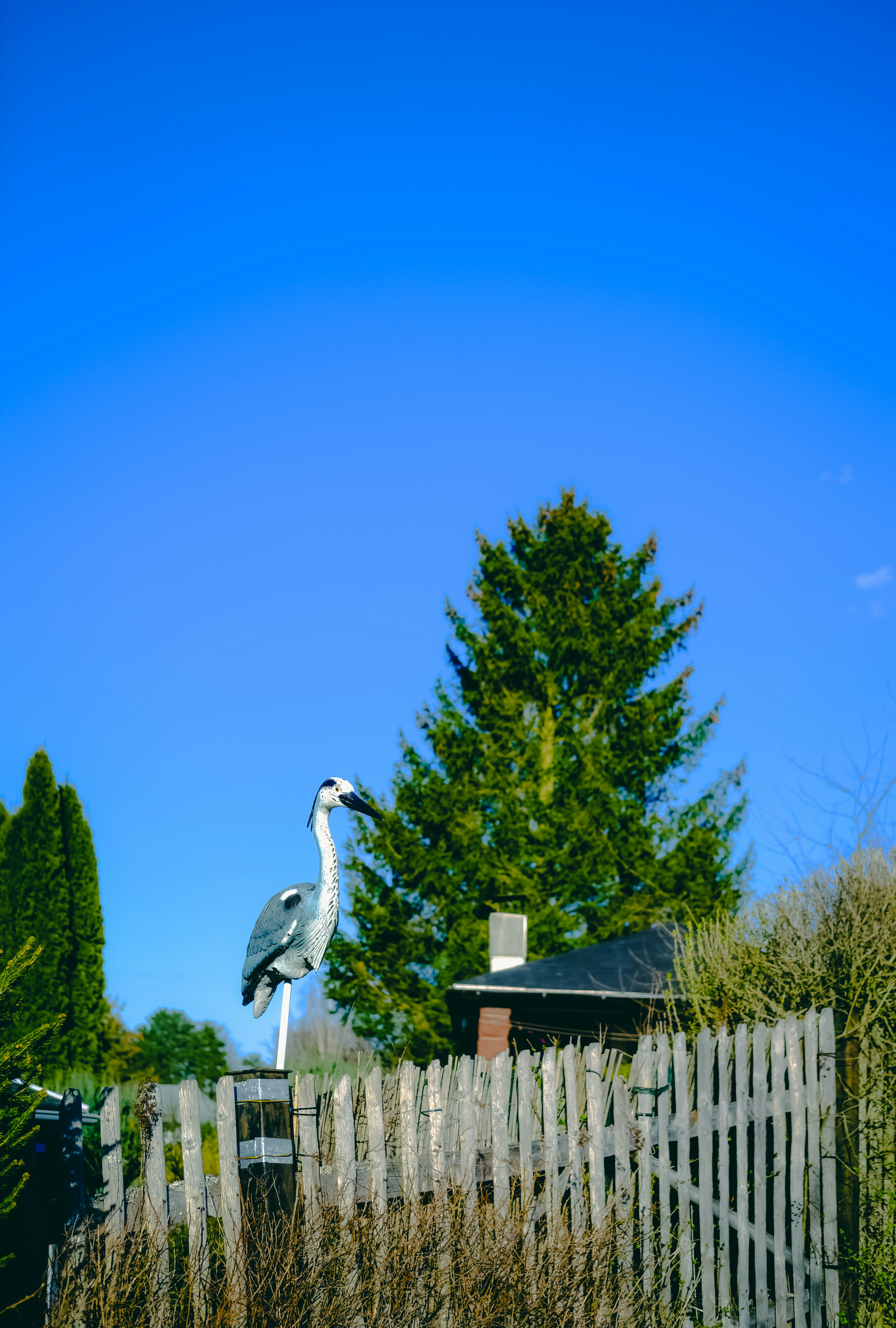 Sentinel in Blue: Crane Statue on a Weathered Fence