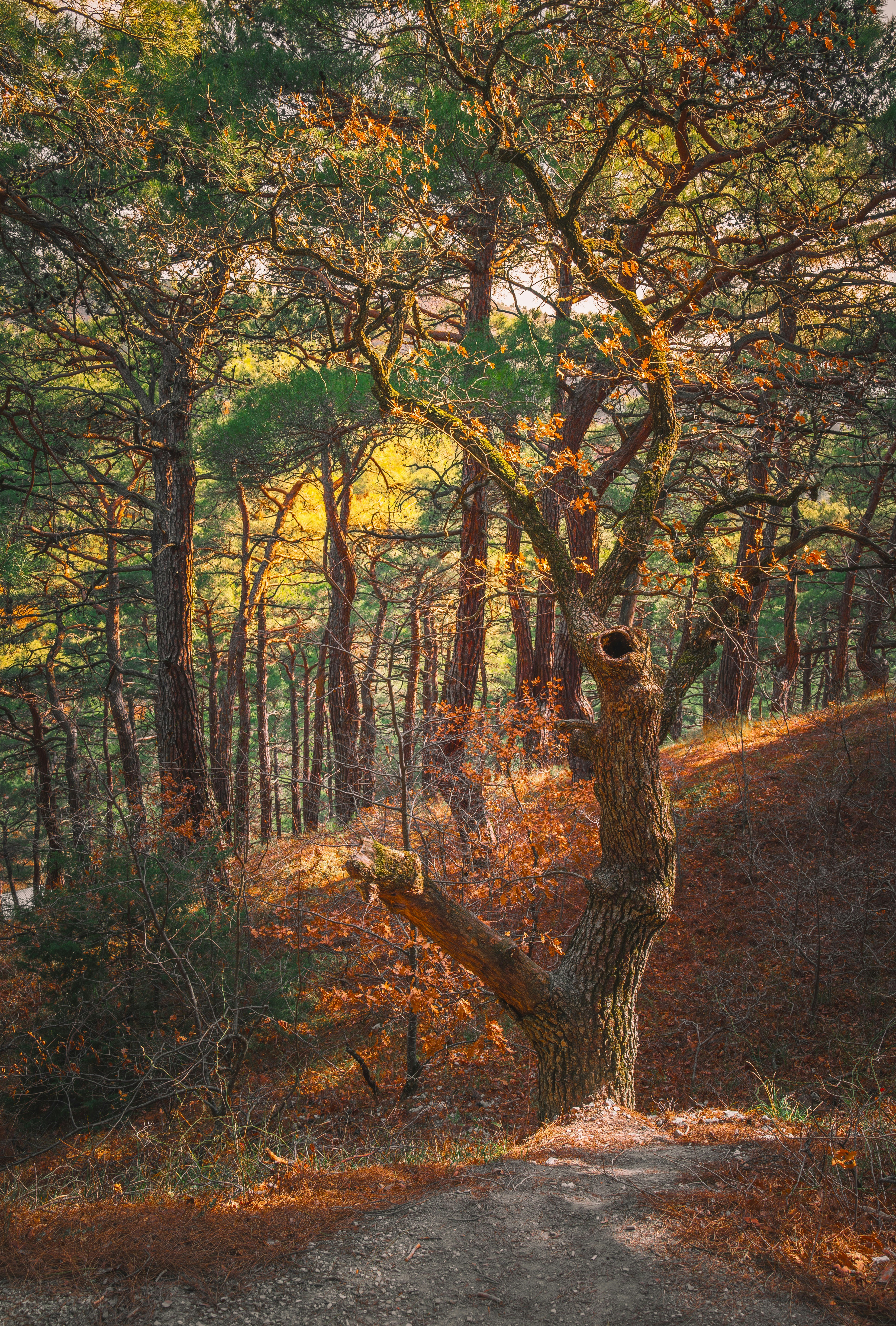 Sunlit oak tree with twisted branches amidst a forest in autumn.