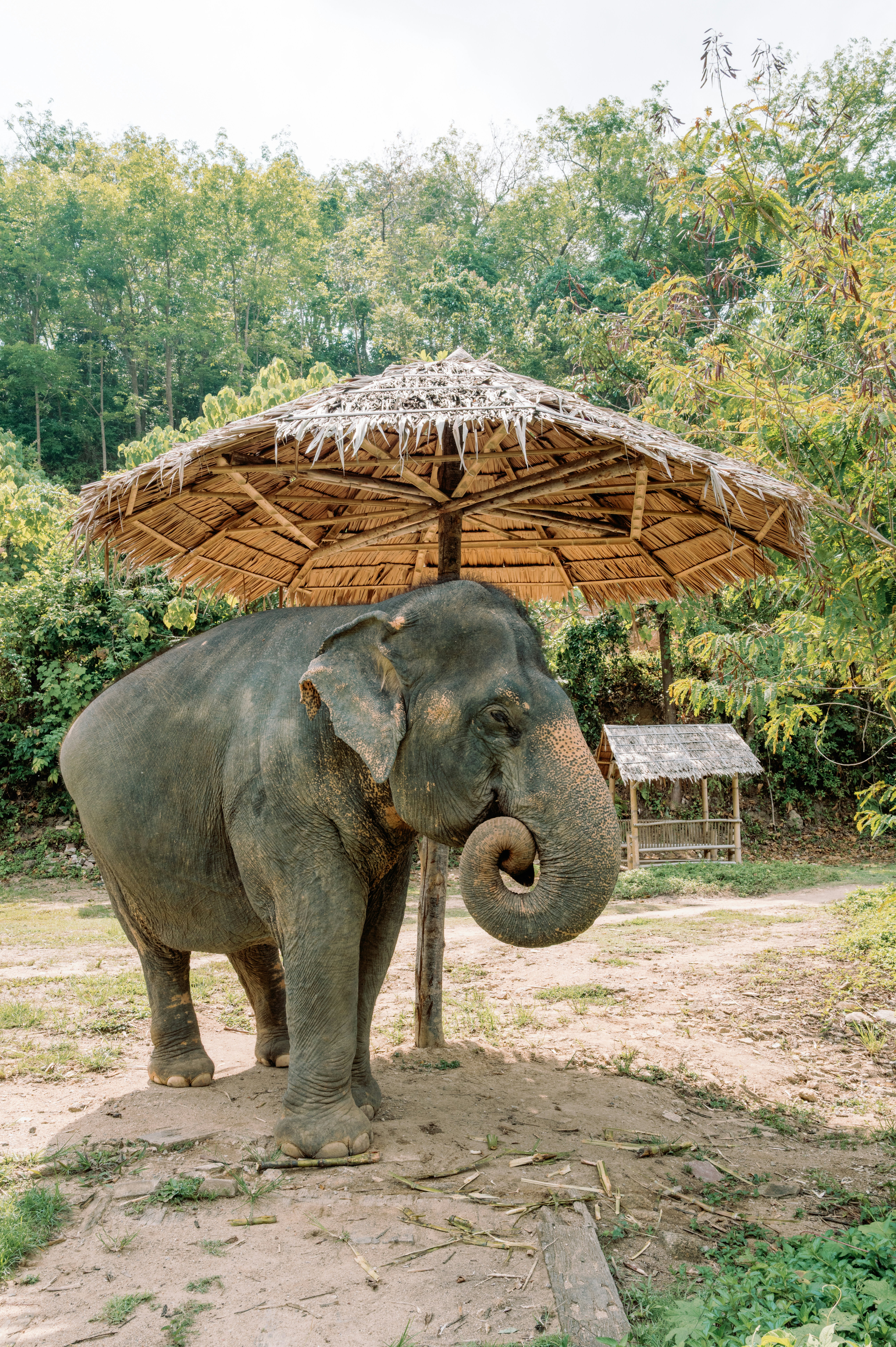 A large elephant stands under a circular thatched canopy in a sunlit, dusty yard backed by trees.