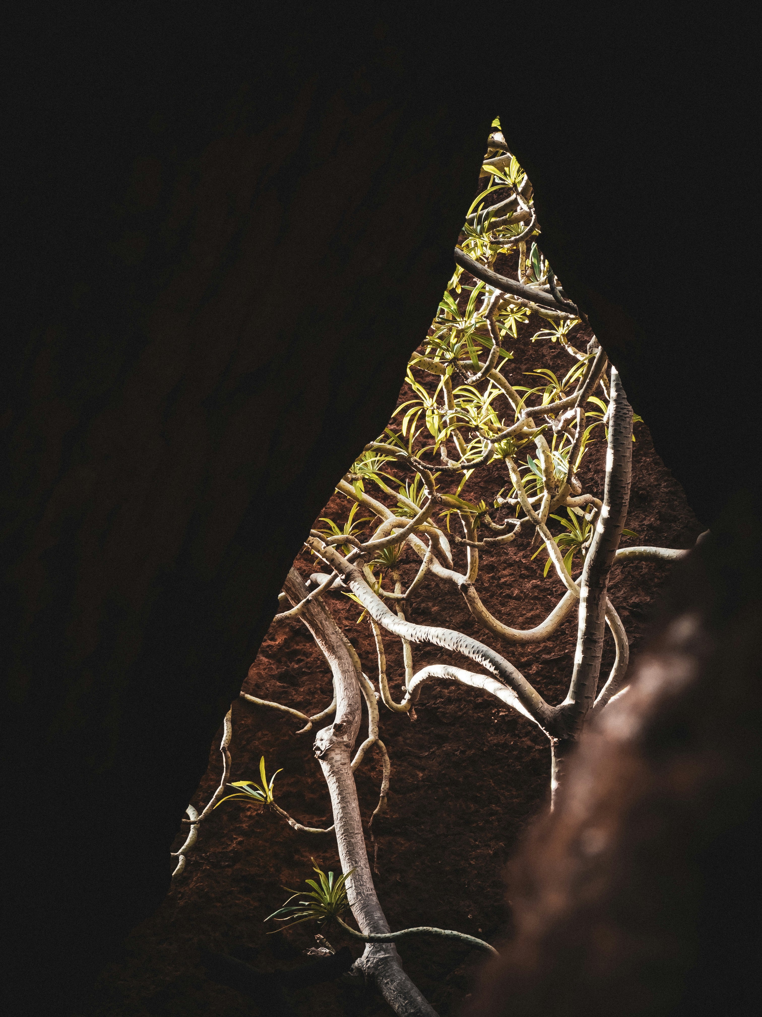 Vines through a Dark Triangle: Light in a Cavern
