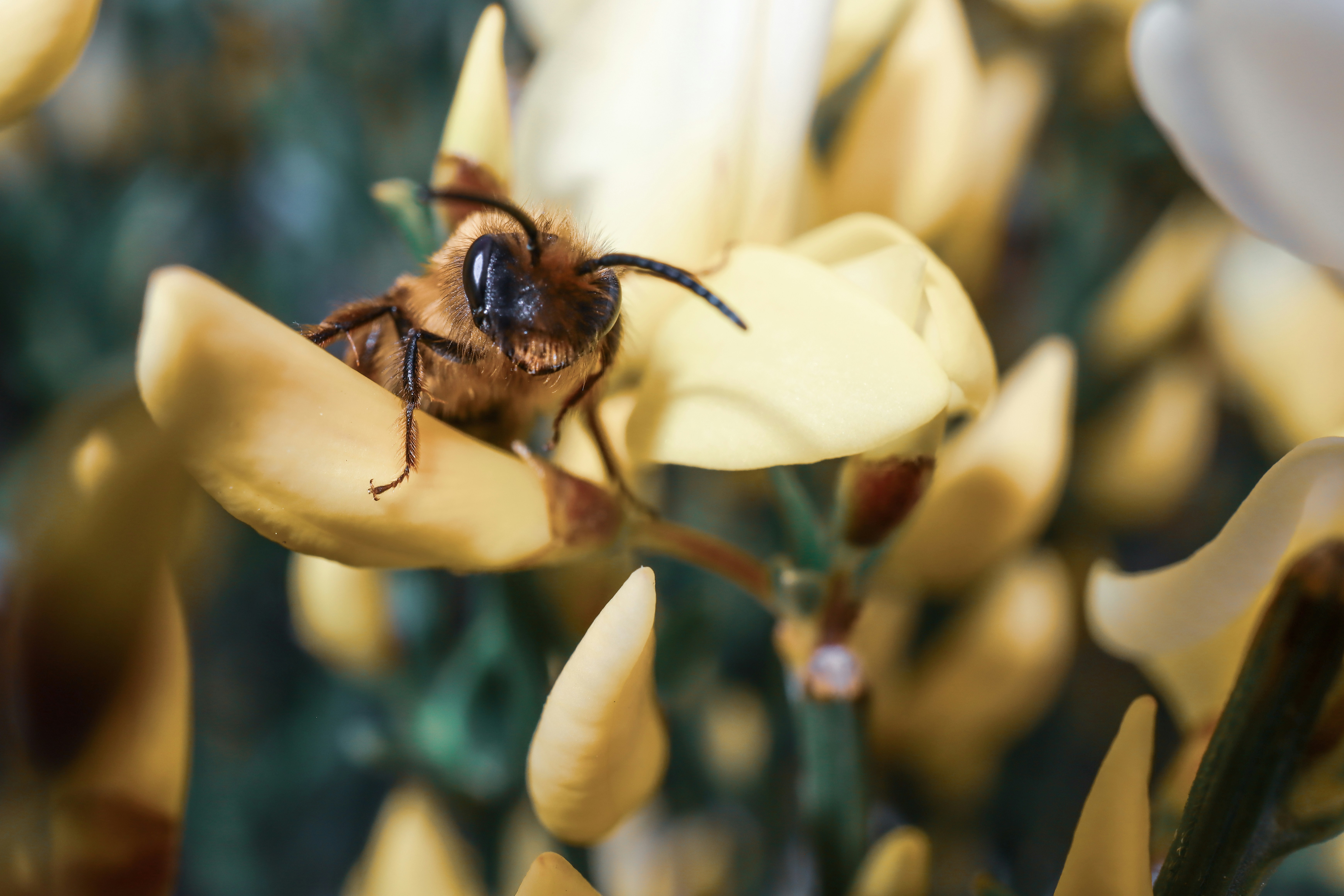 Horned Beauty: A Bee Clings to Yellow Reeds in Morning Light