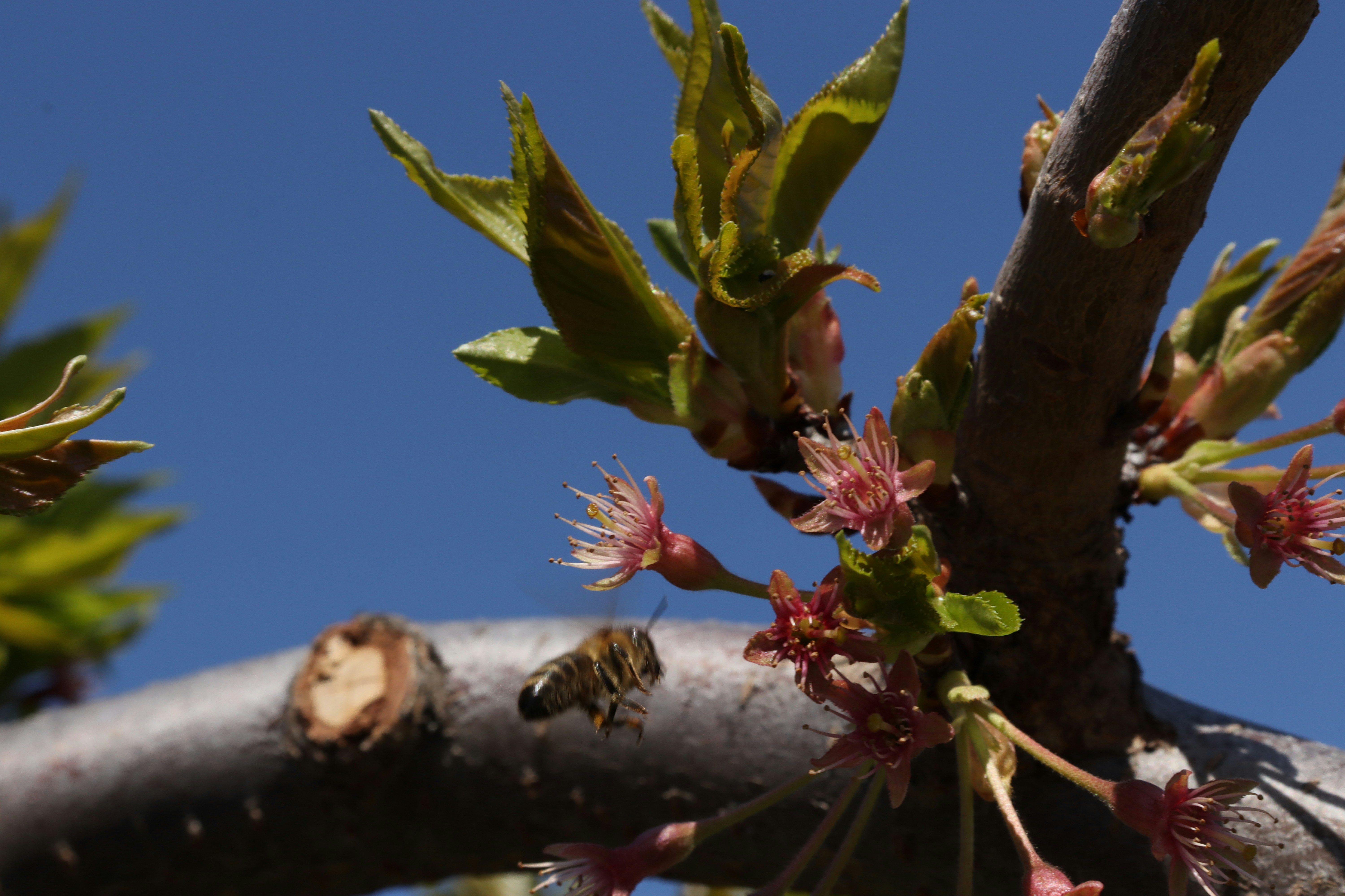 Bee in Flight Past Blooming Branches Against a Clear Sky