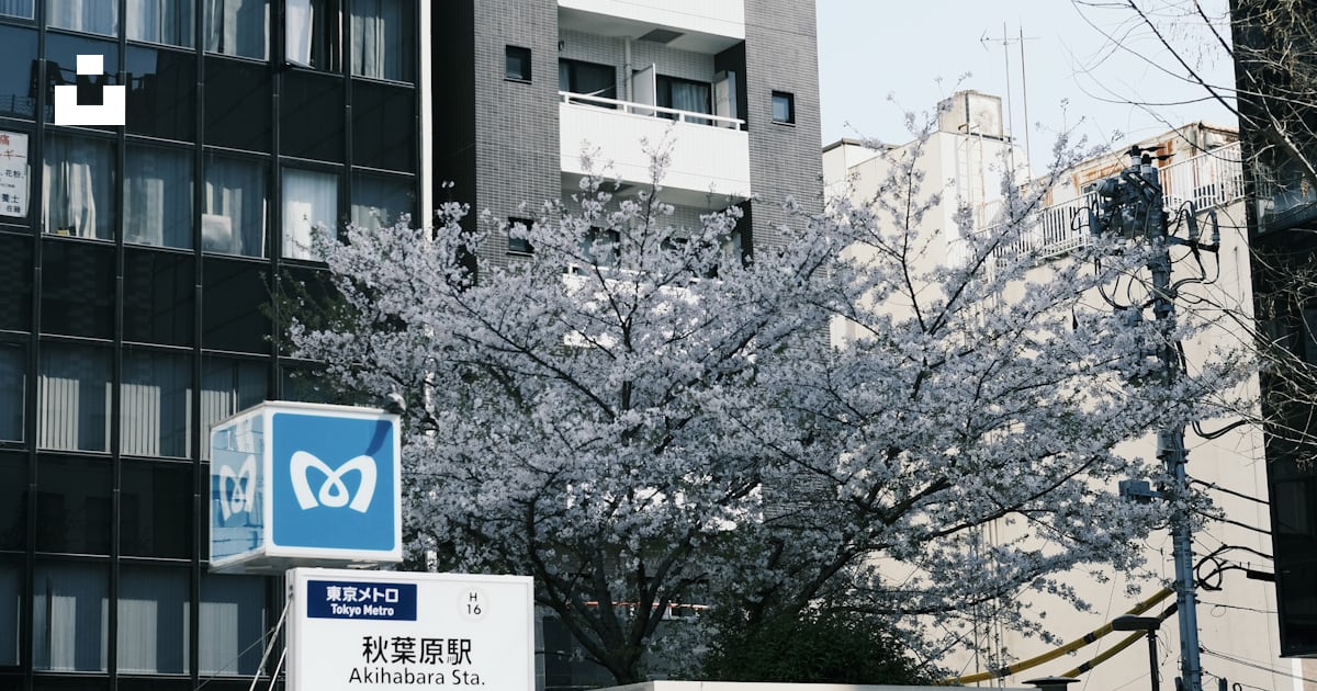 일본의 건물 옆에서 벚꽃이 만개합니다 사진 Unsplash의 무료 일본 이미지