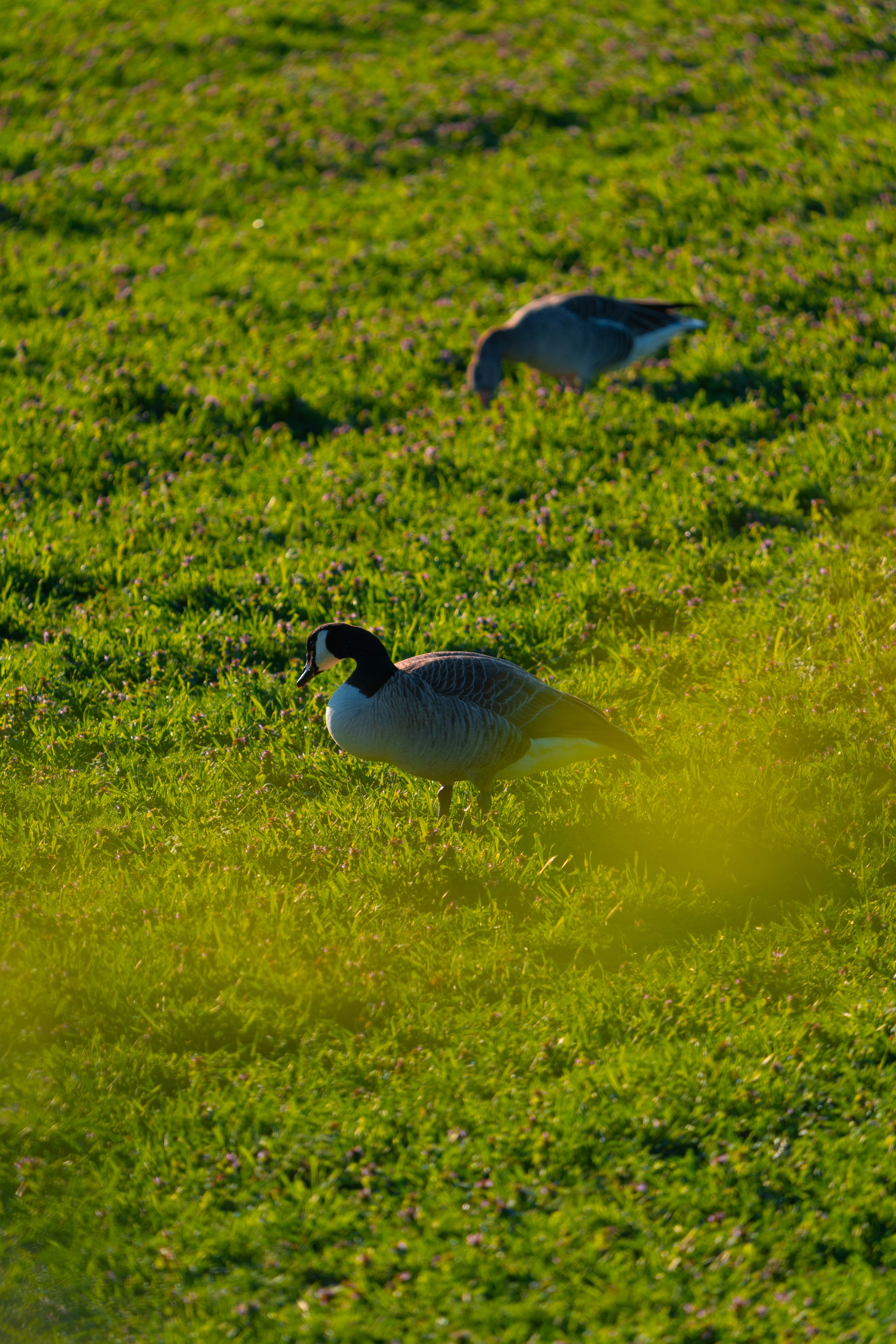 Amber Meadow Vigil: Canada Geese Beneath a Golden Glare