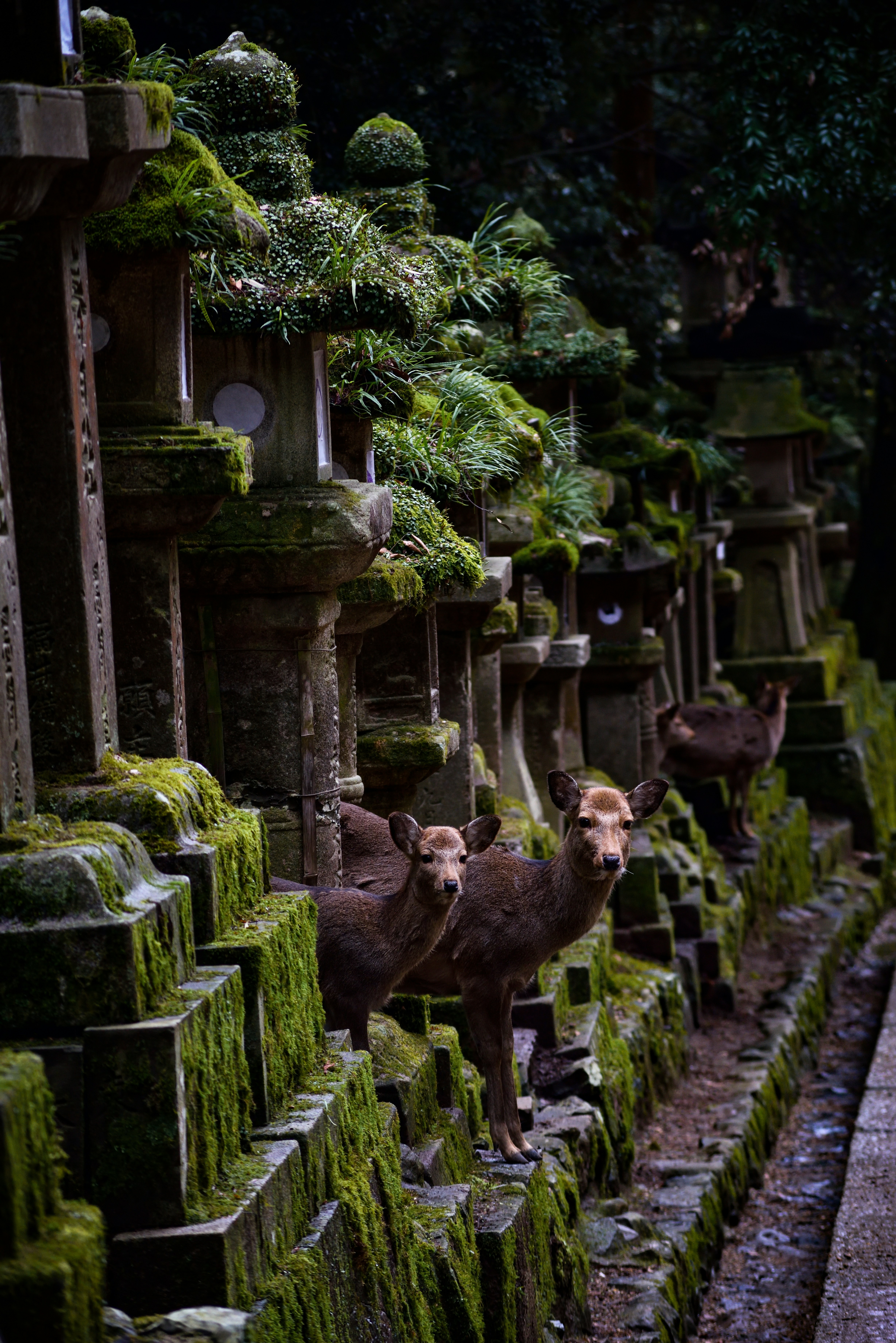 Two Canine Watchers Along a Moss-Covered Lantern Corridor