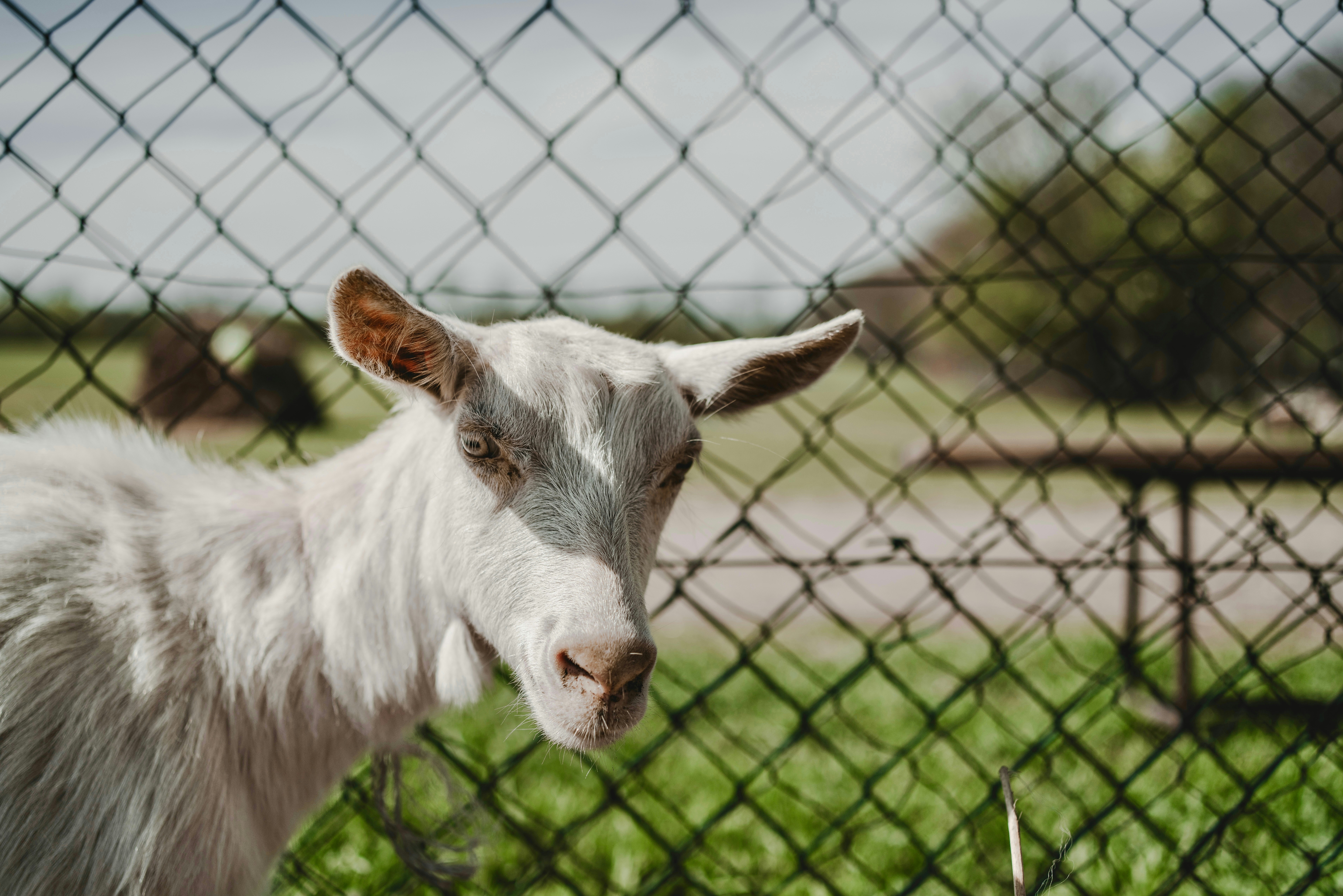 Curious Goat Behind the Fence