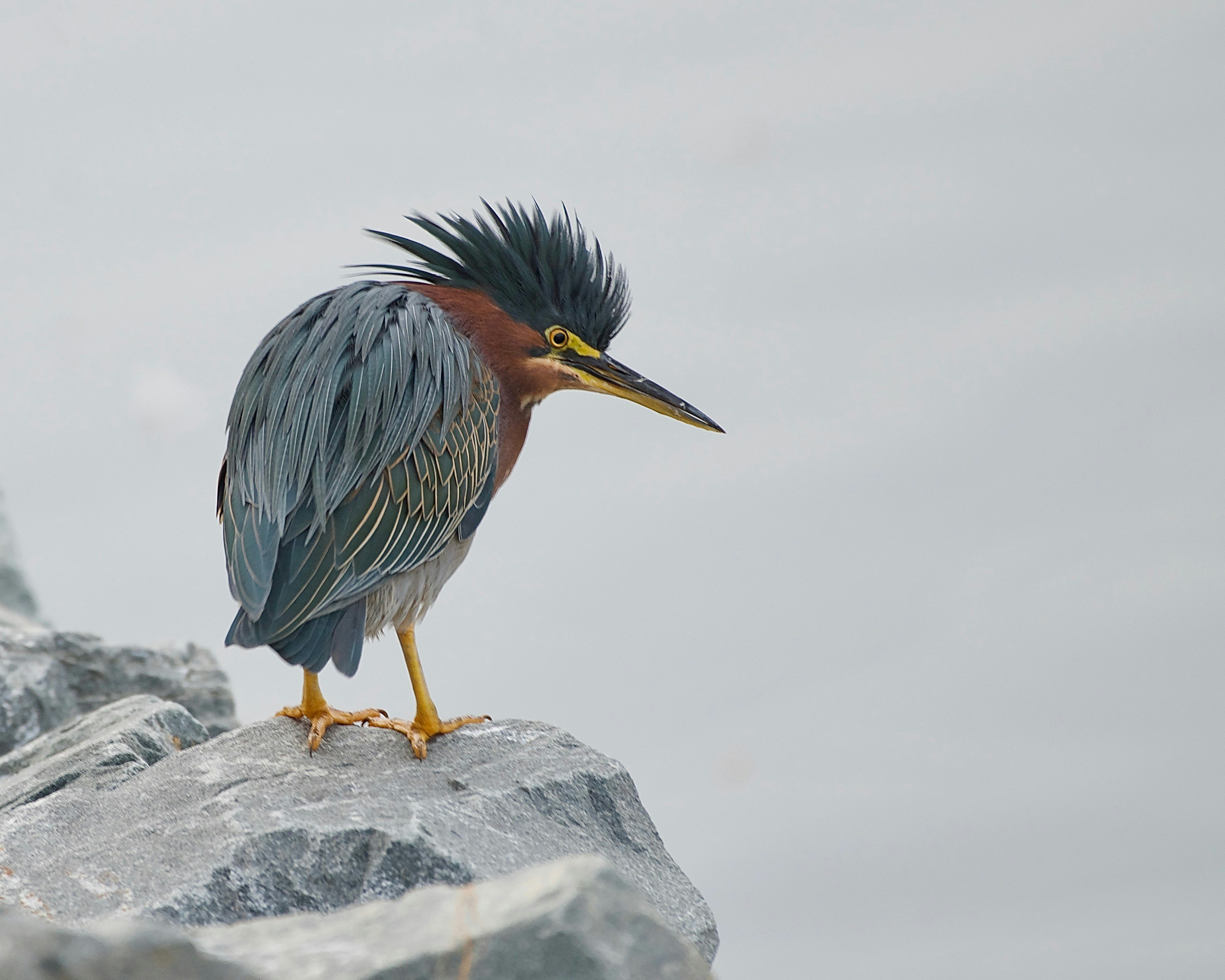 Crested Coastal Heron Perches on Weathered Rocks by a Calm Shore