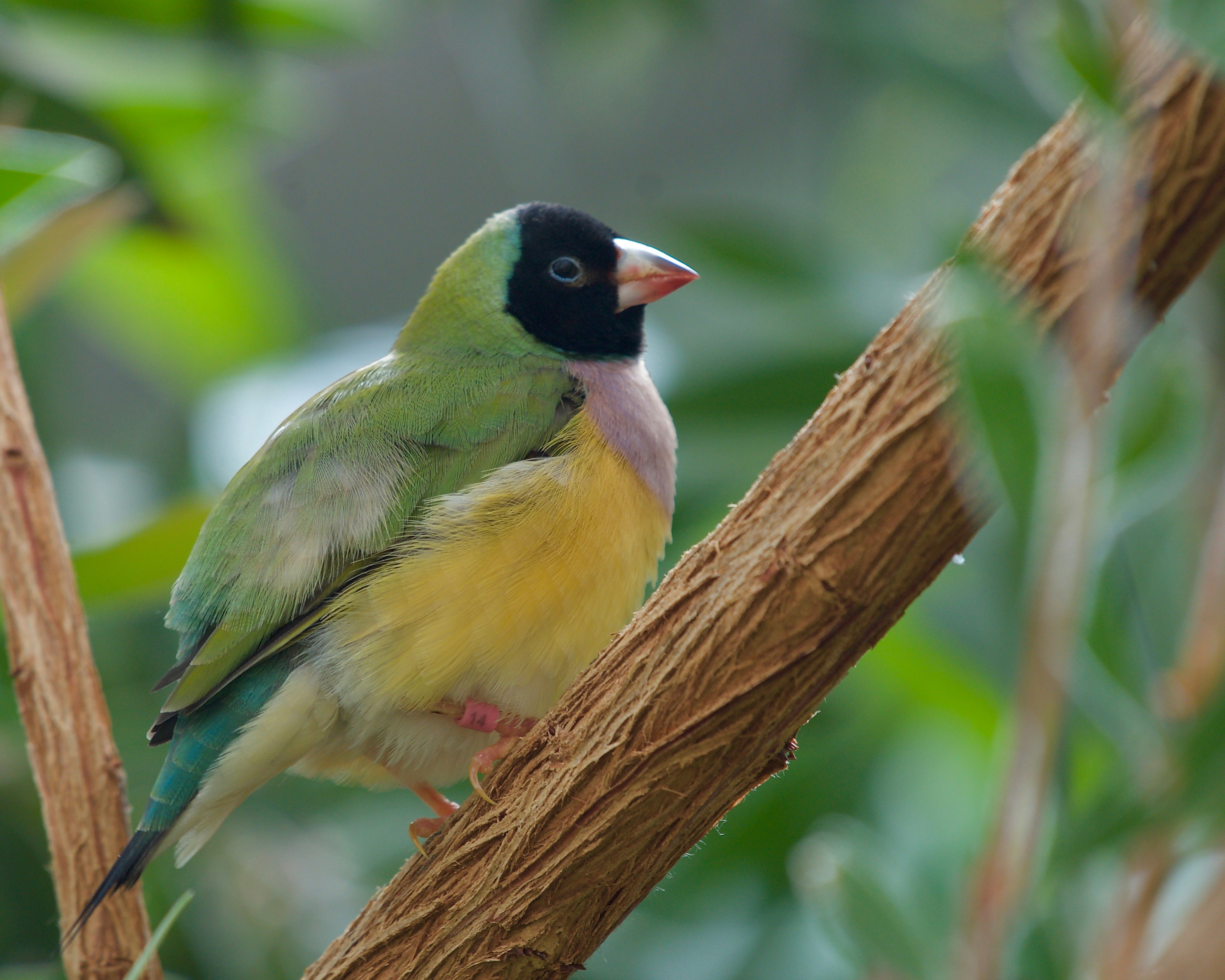 Black-faced Jewel Perches on Weathered Bark