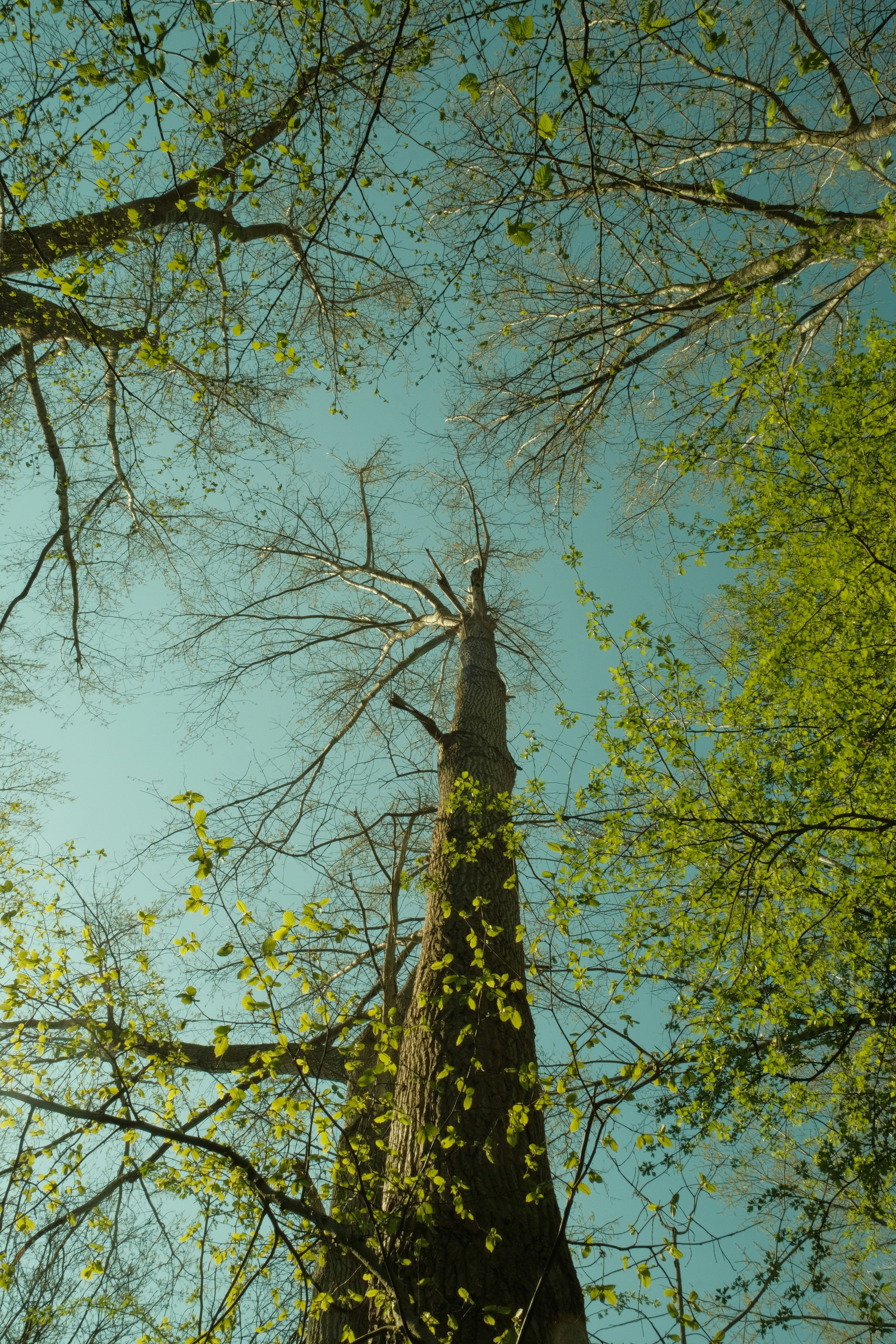 Skyward Skeleton: A Tall Tree Reaches Through a Fresh Green Canopy