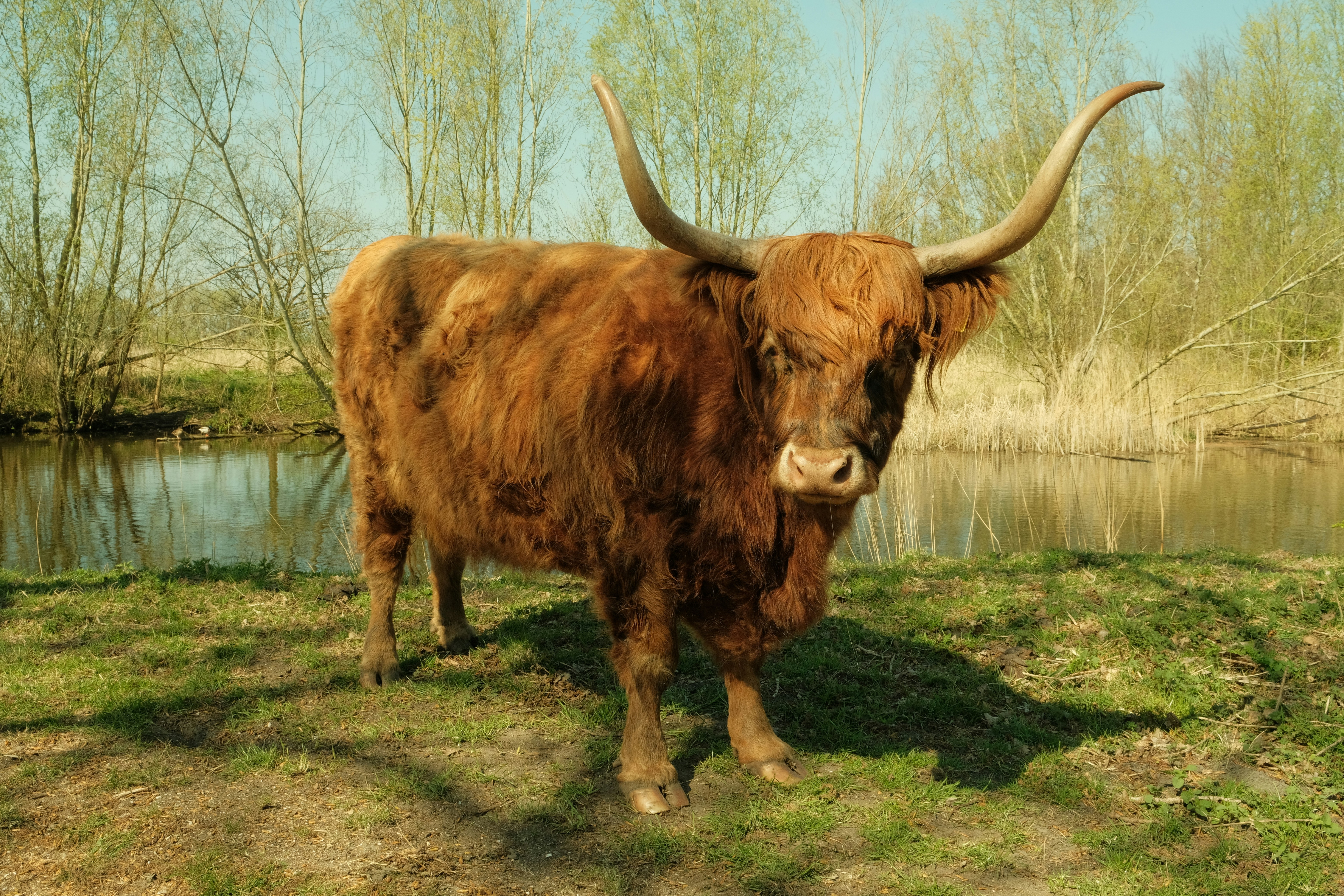 Riverside Sentinel: Highland cow by a sunlit riverbank