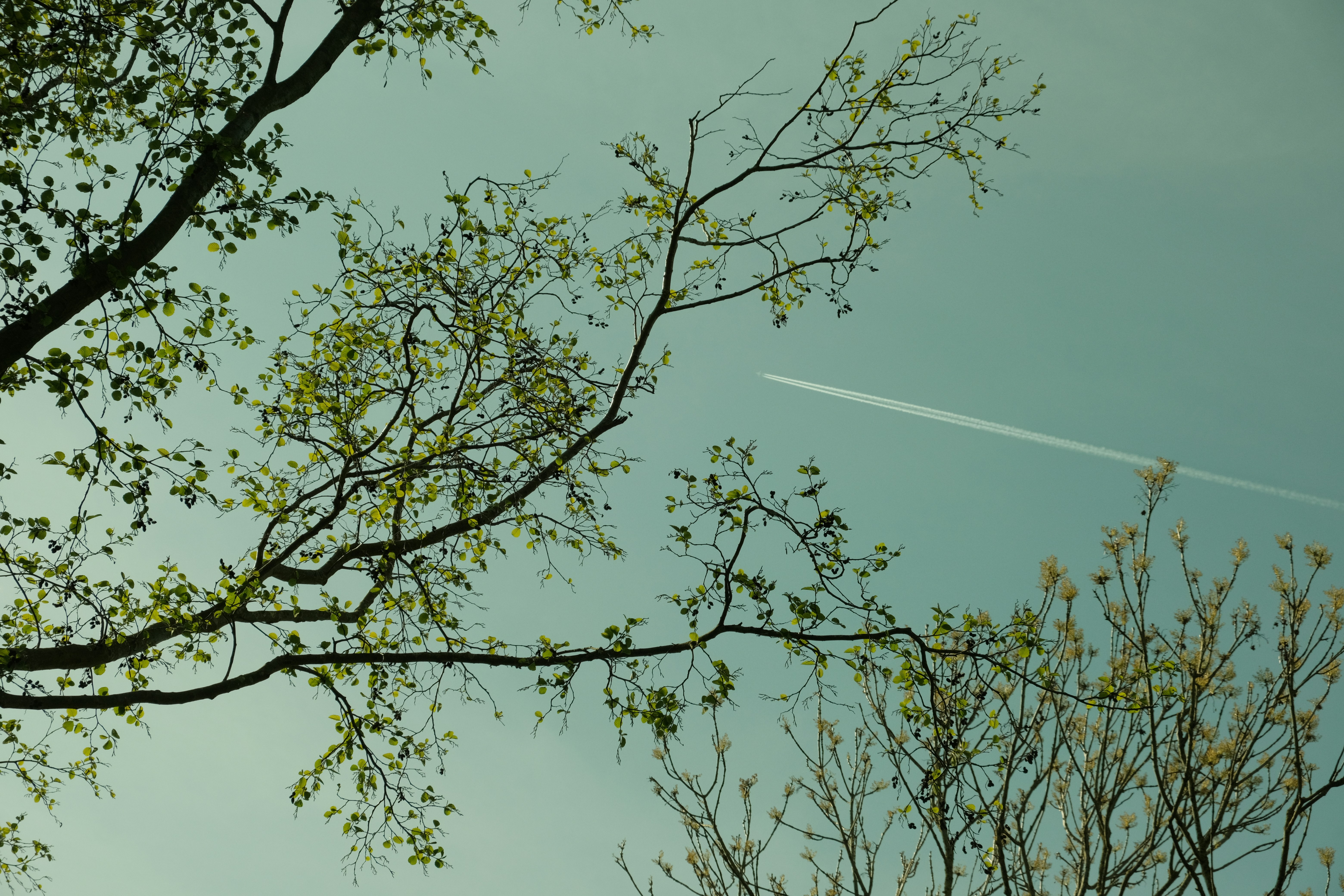 Sunlit Branches Against a Clear Sky with a High-Altitude Jet Trace