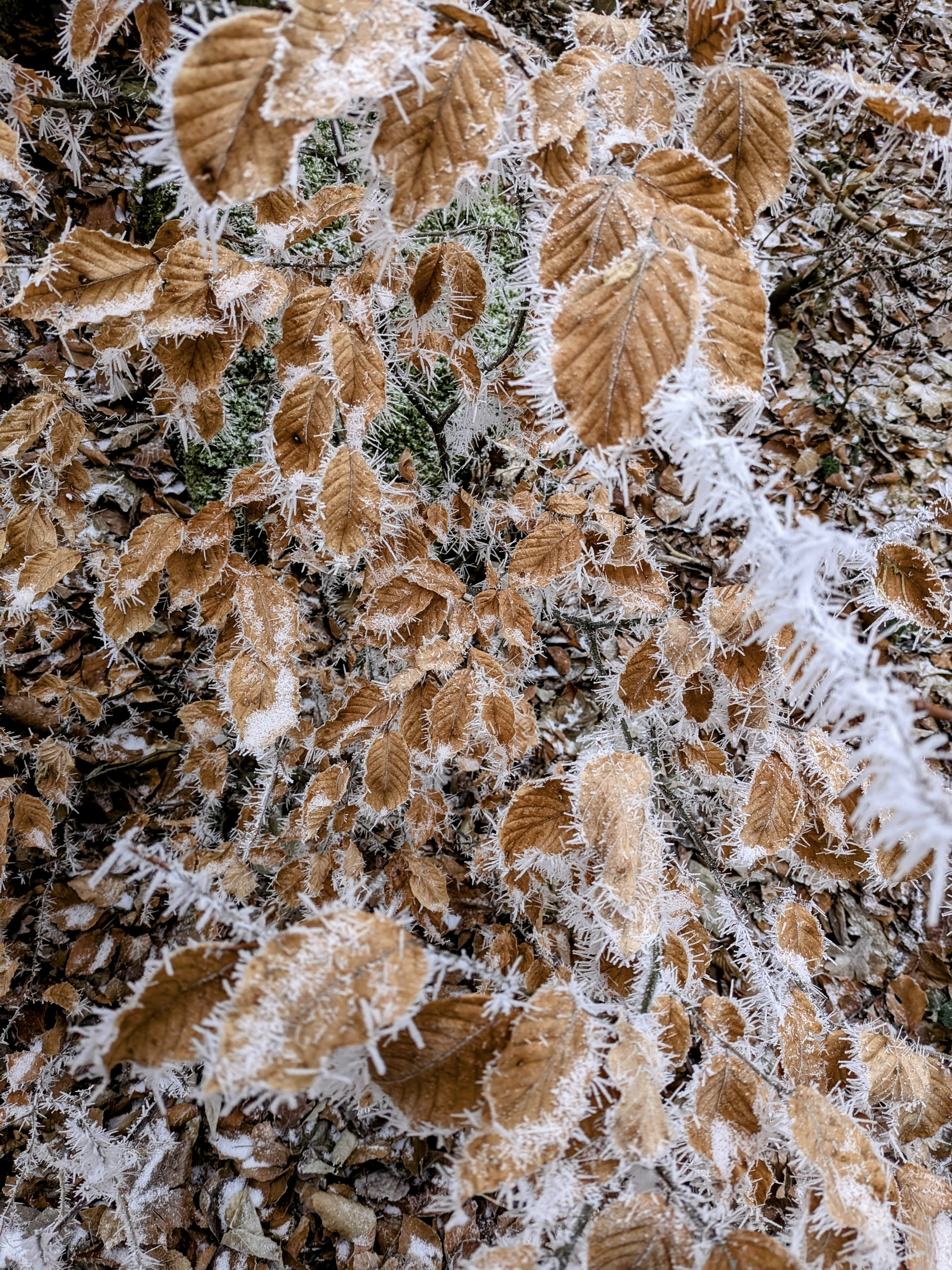 Frost-Framed Autumn: a Dense Mosaic of Frost-Kissed Leaves