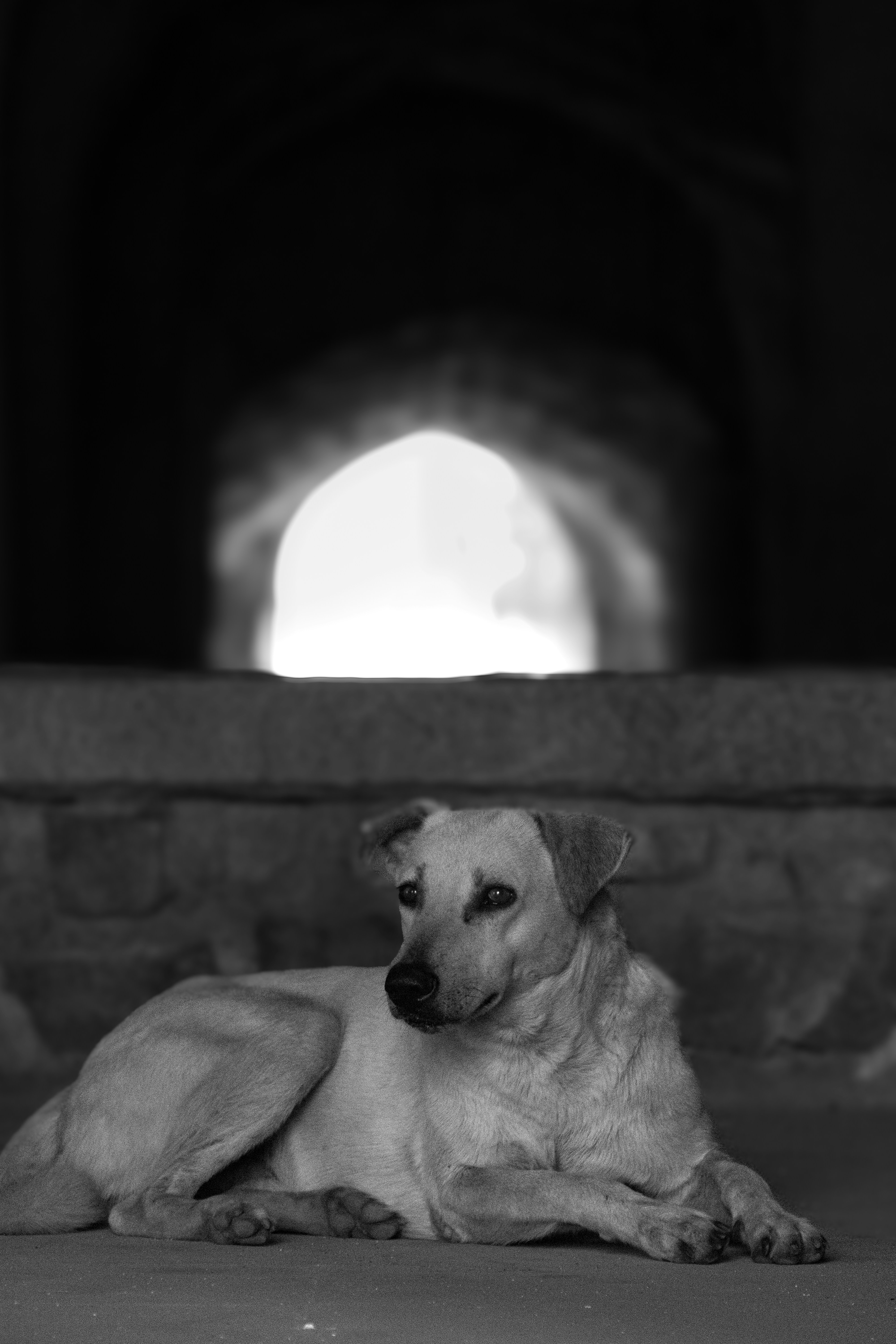 Archway Quiet: A dog resting at the threshold of light