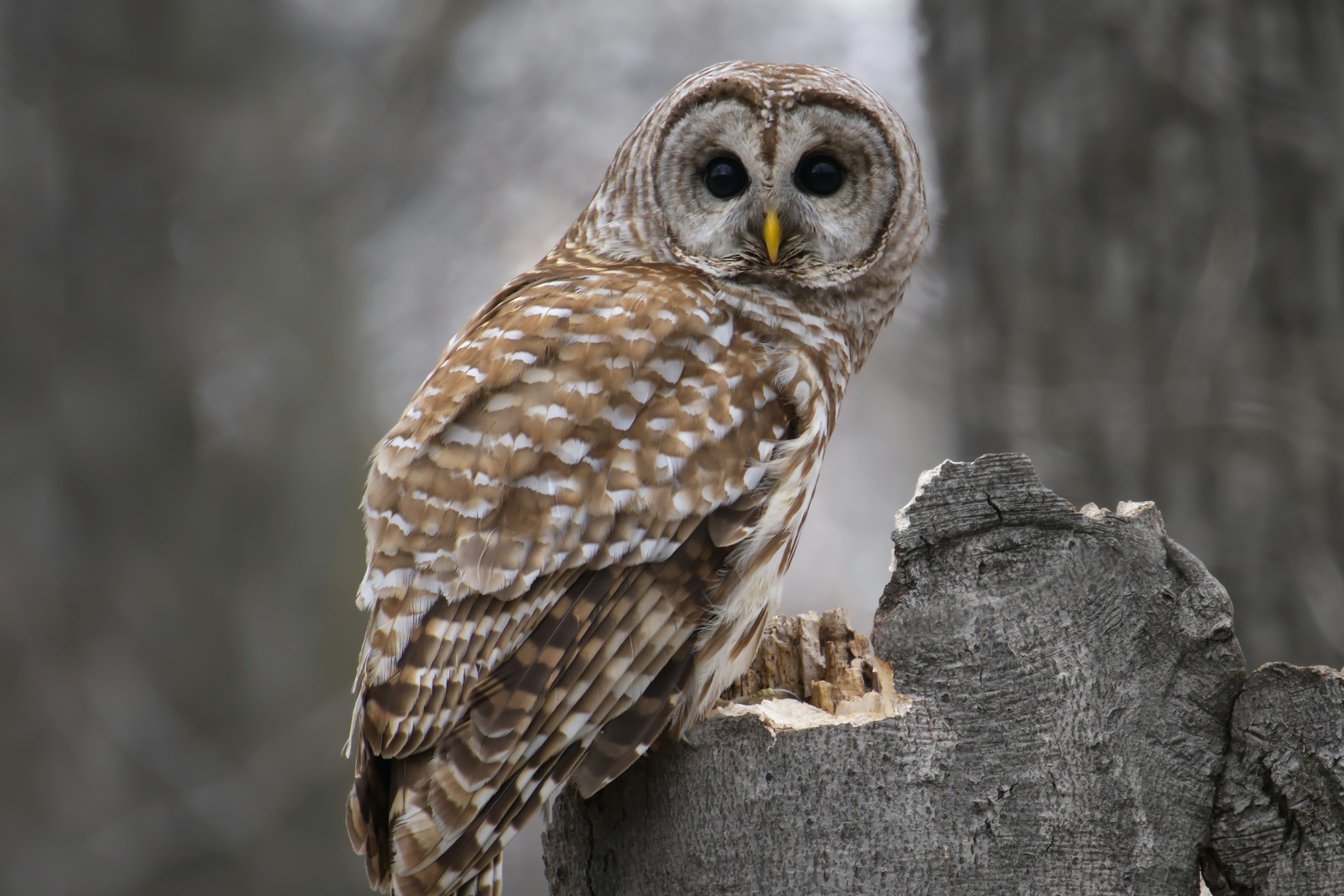 A barred owl perches on a tree stump. photo – Free Forest Image on Unsplash