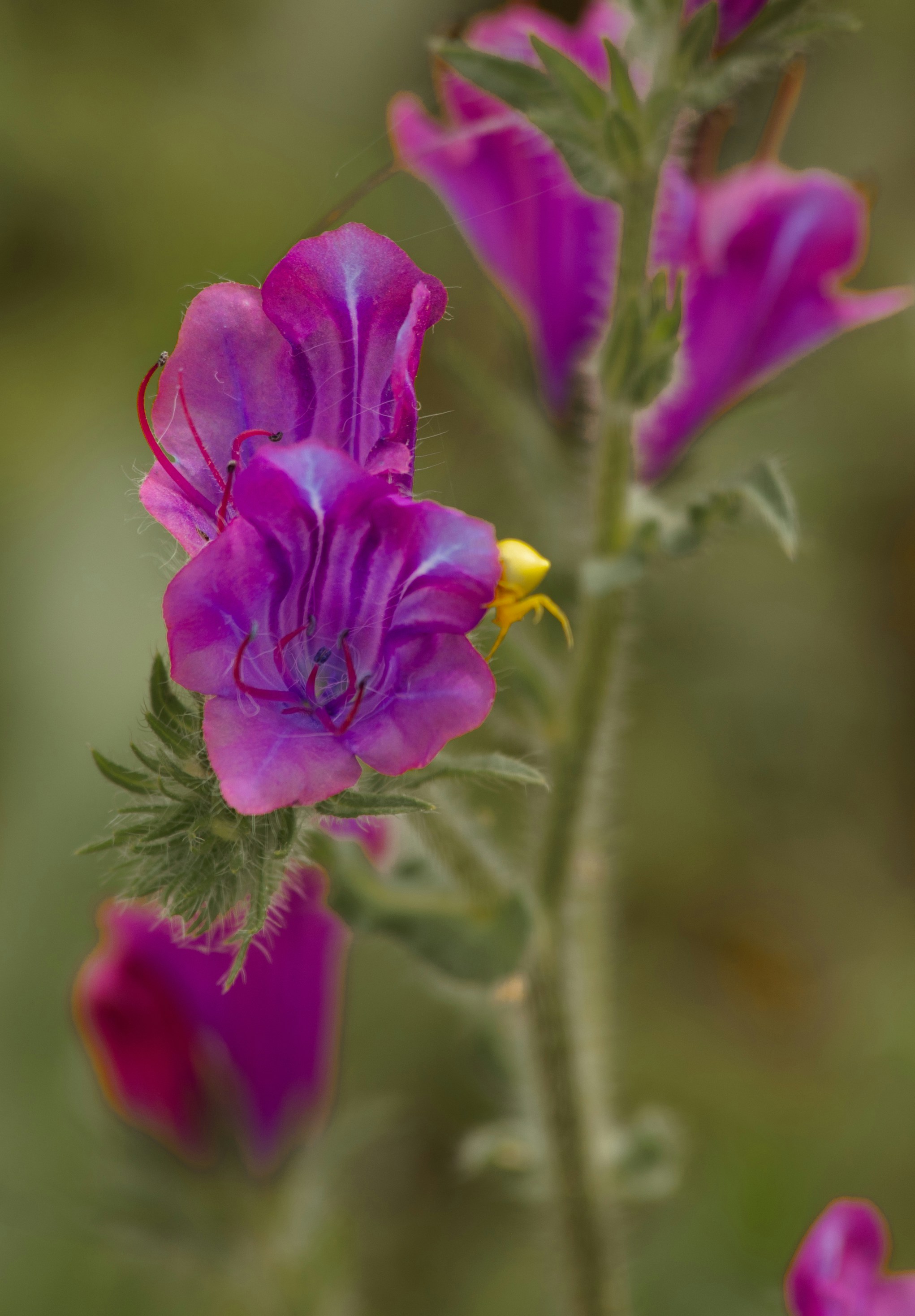 Velvet Magenta Foxglove: Close-Up of Luminous Petals and Yellow Stamens