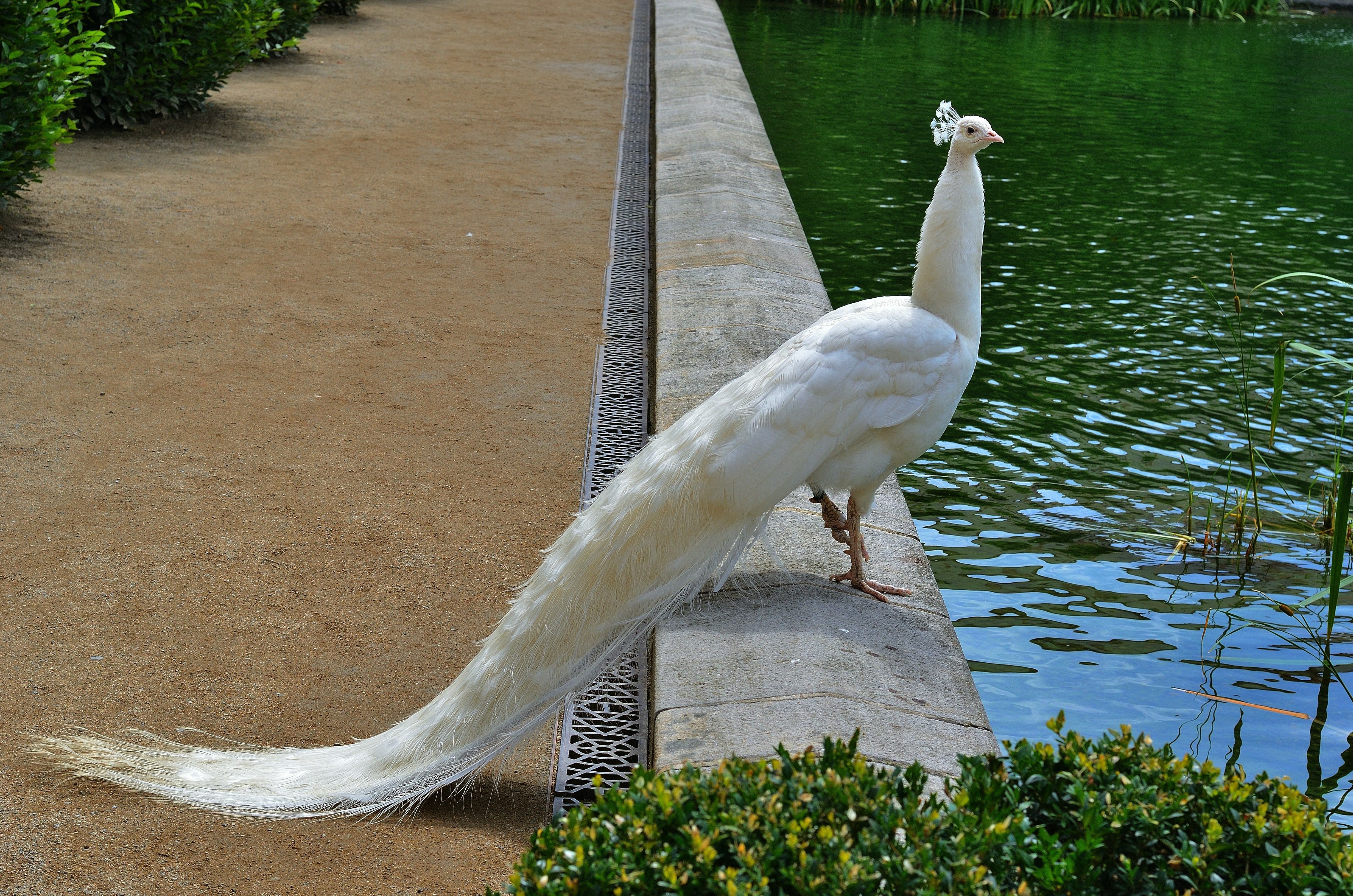 White peacock, Prague, Czech Republic