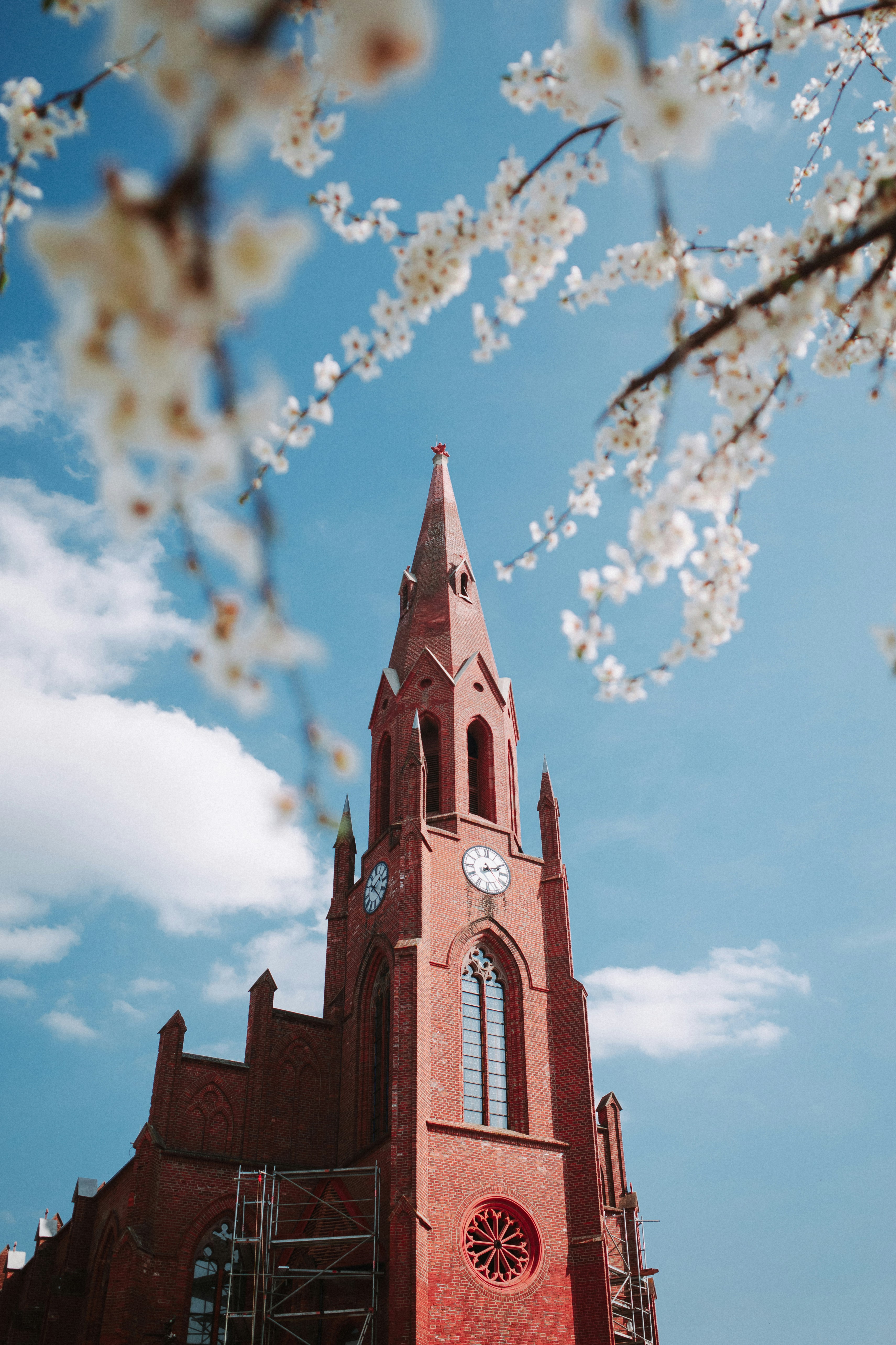 Gothic Clocktower Emerges Through Cherry Blossoms