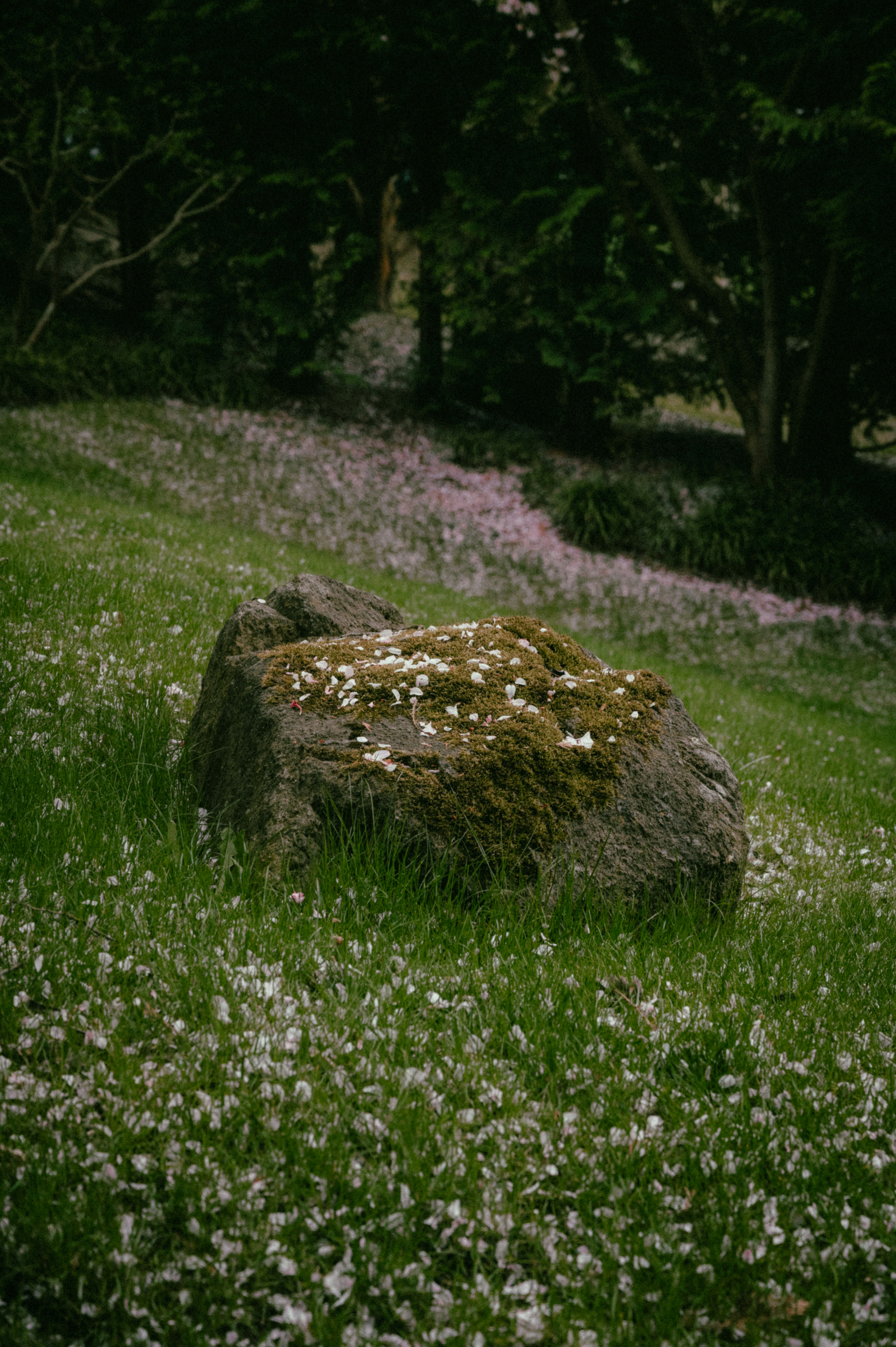 Moss-Covered Rock Anchors a Meadow of Petals
