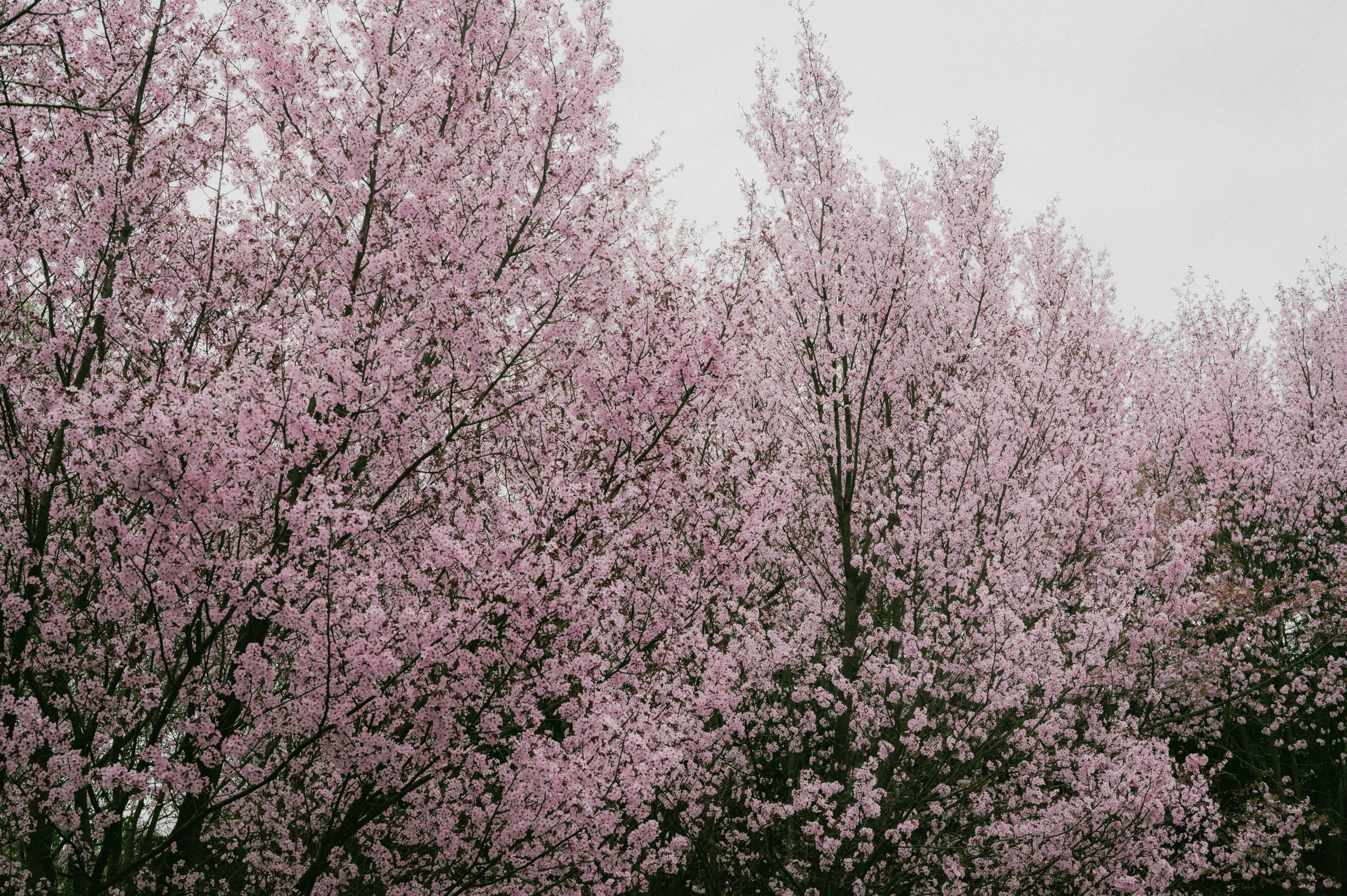 Cherry Blossom Canopy: a pink sea over a quiet grove