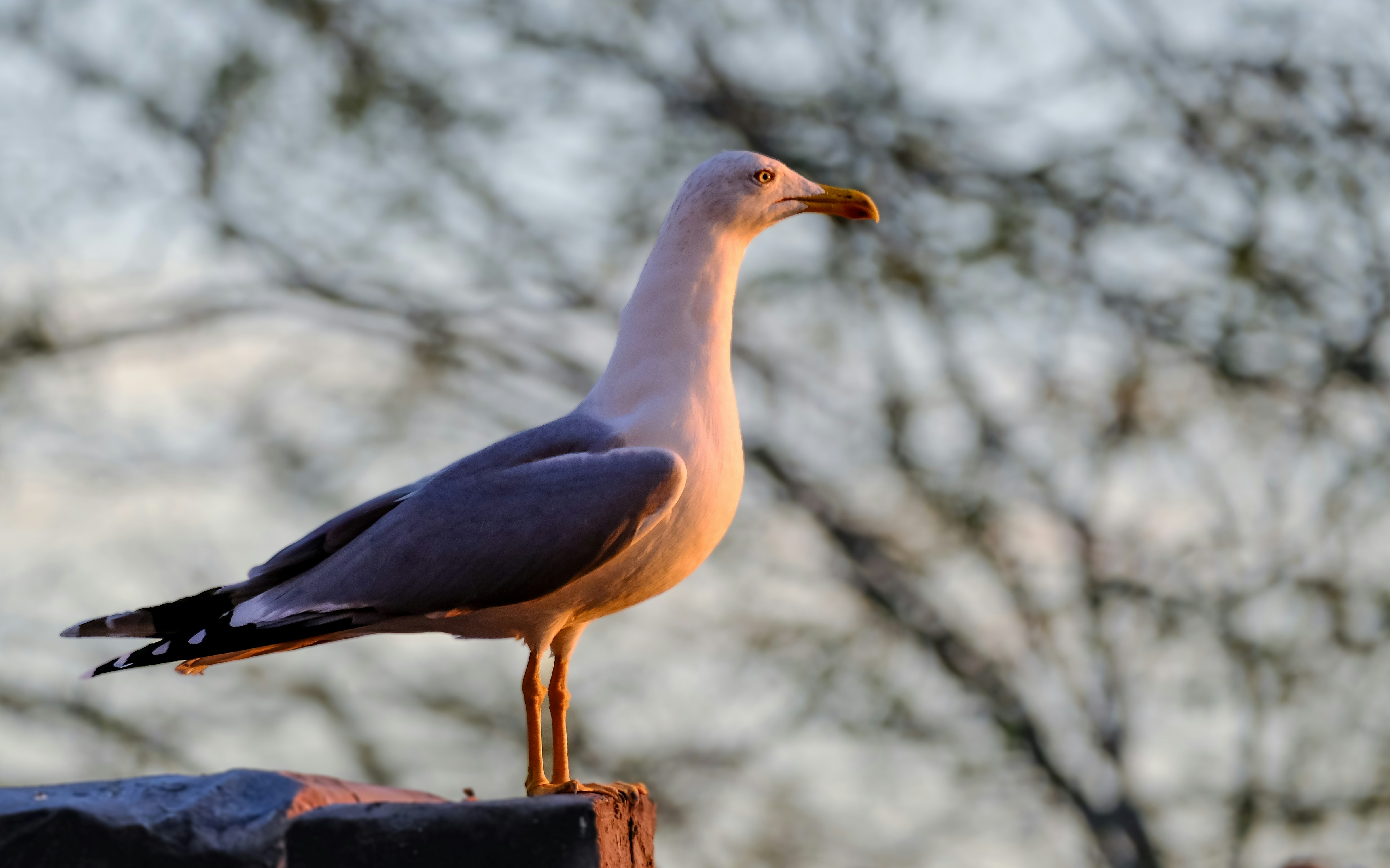 Seagull Sentinel on a Weathered Rock at Dusk