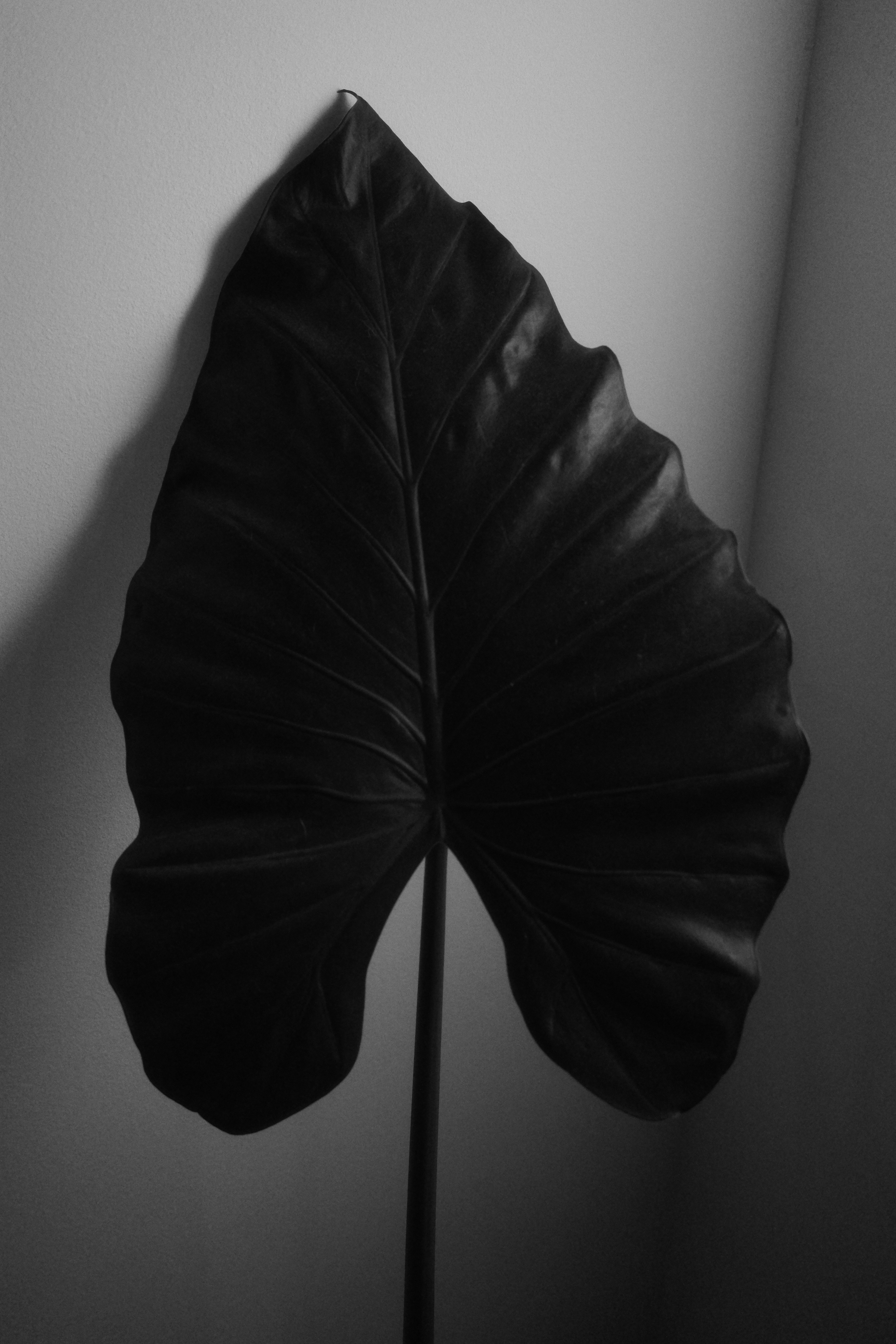 Monochrome Elephant-Ear Leaf: a solitary silhouette against a pale wall