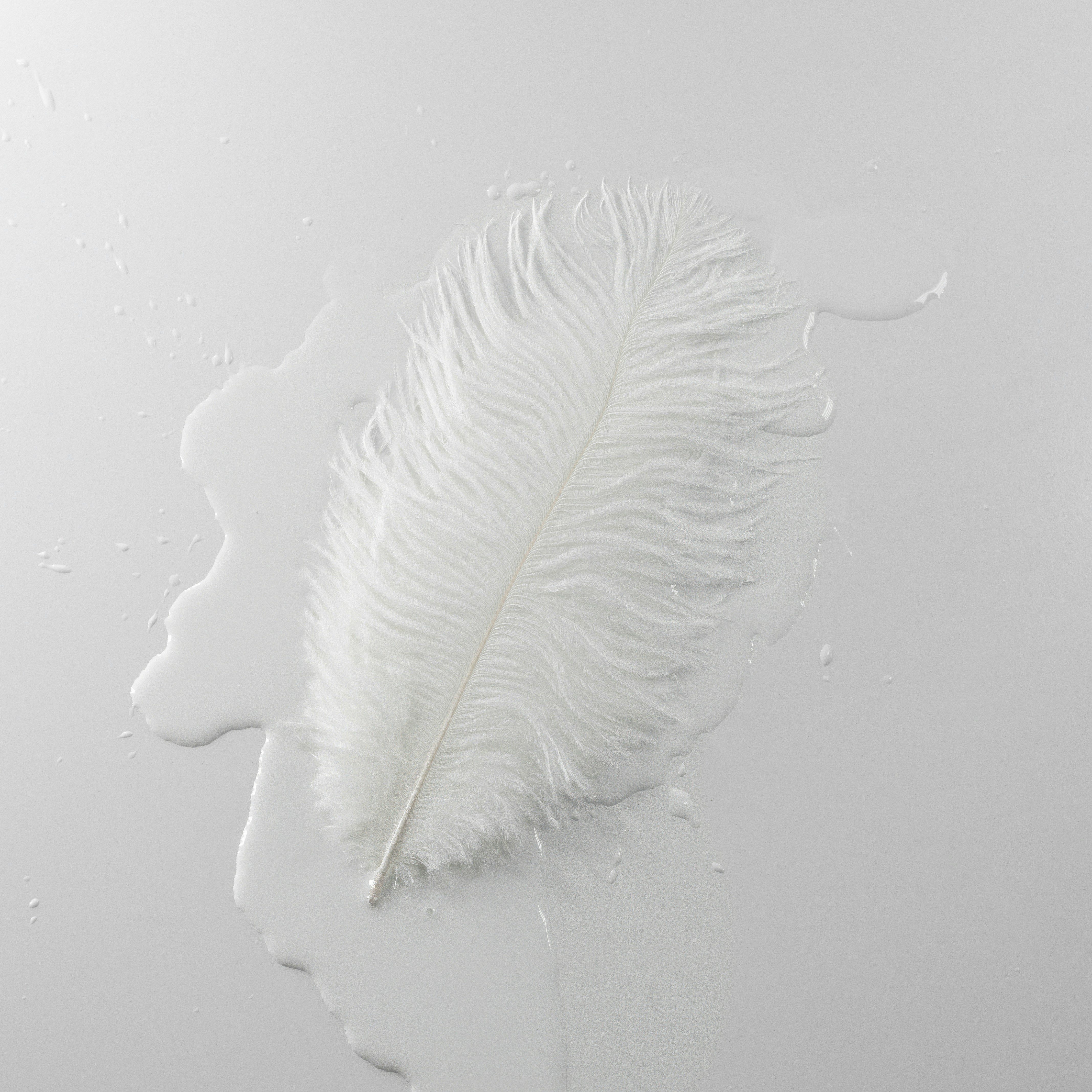 Whispers of Elegance: The Feather's Solitude