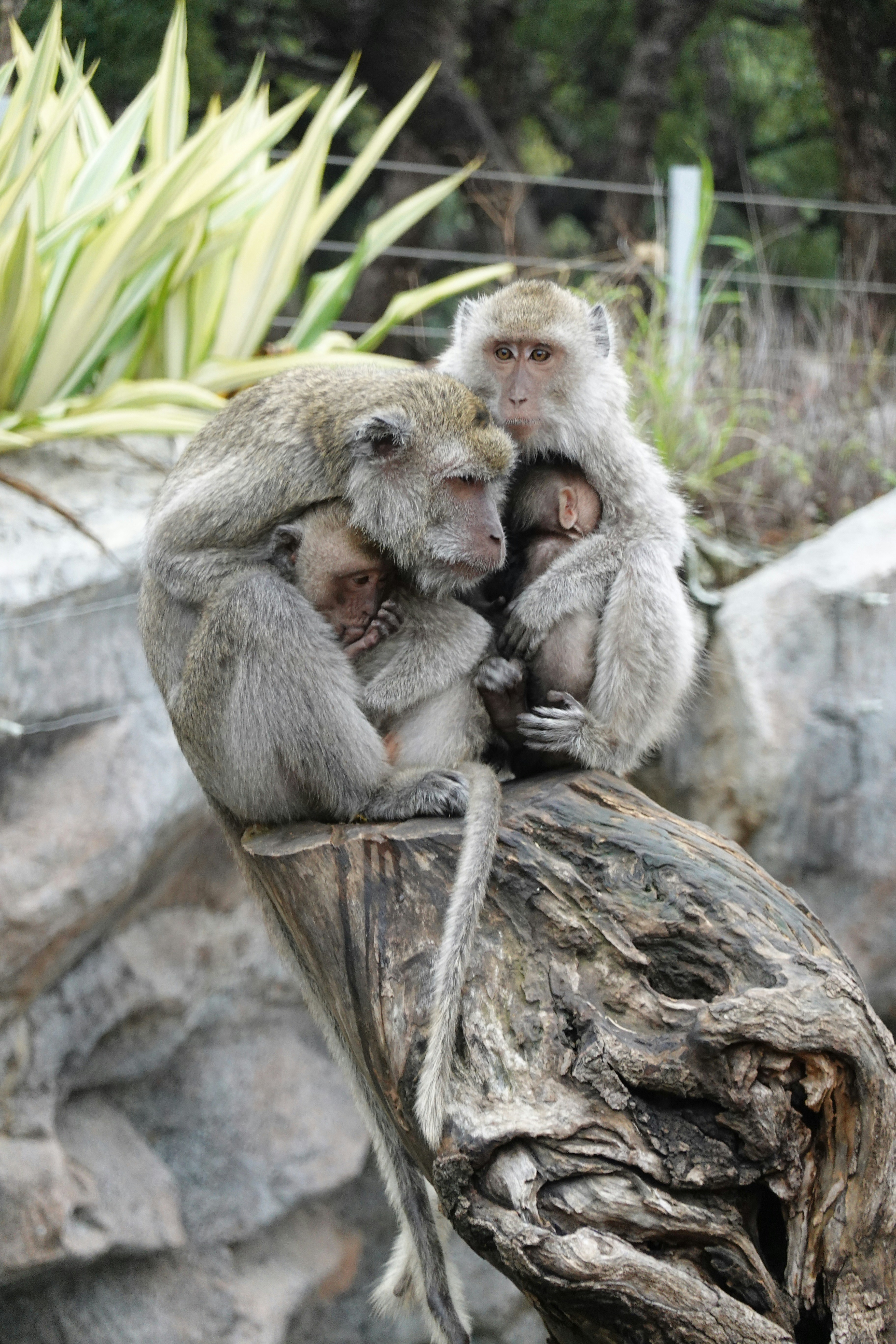 Una familia de monos se acurruca en un tronco. foto – Imagen de Animal ...