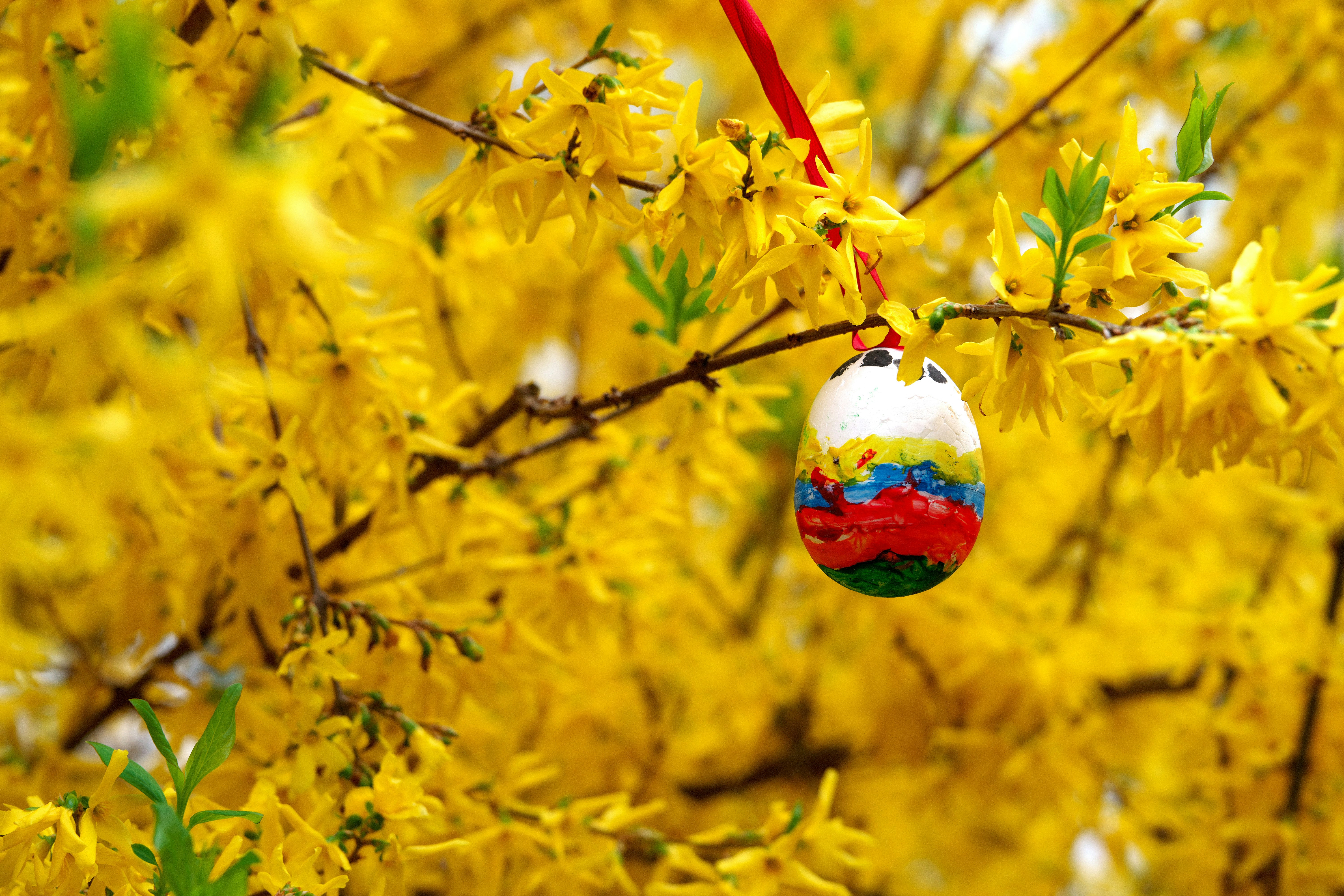 An easter egg hangs in a yellow flowering bush. photo – Free Easter ...